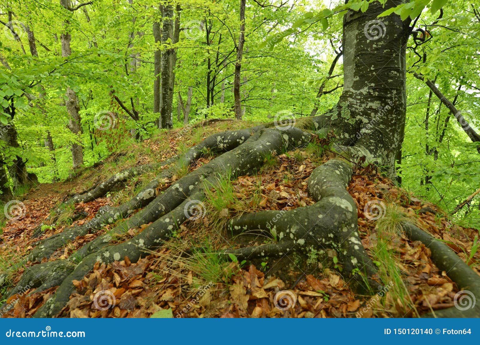 Large Surface Beech Tree Roots, Detail. Stock Photo - Image of ...