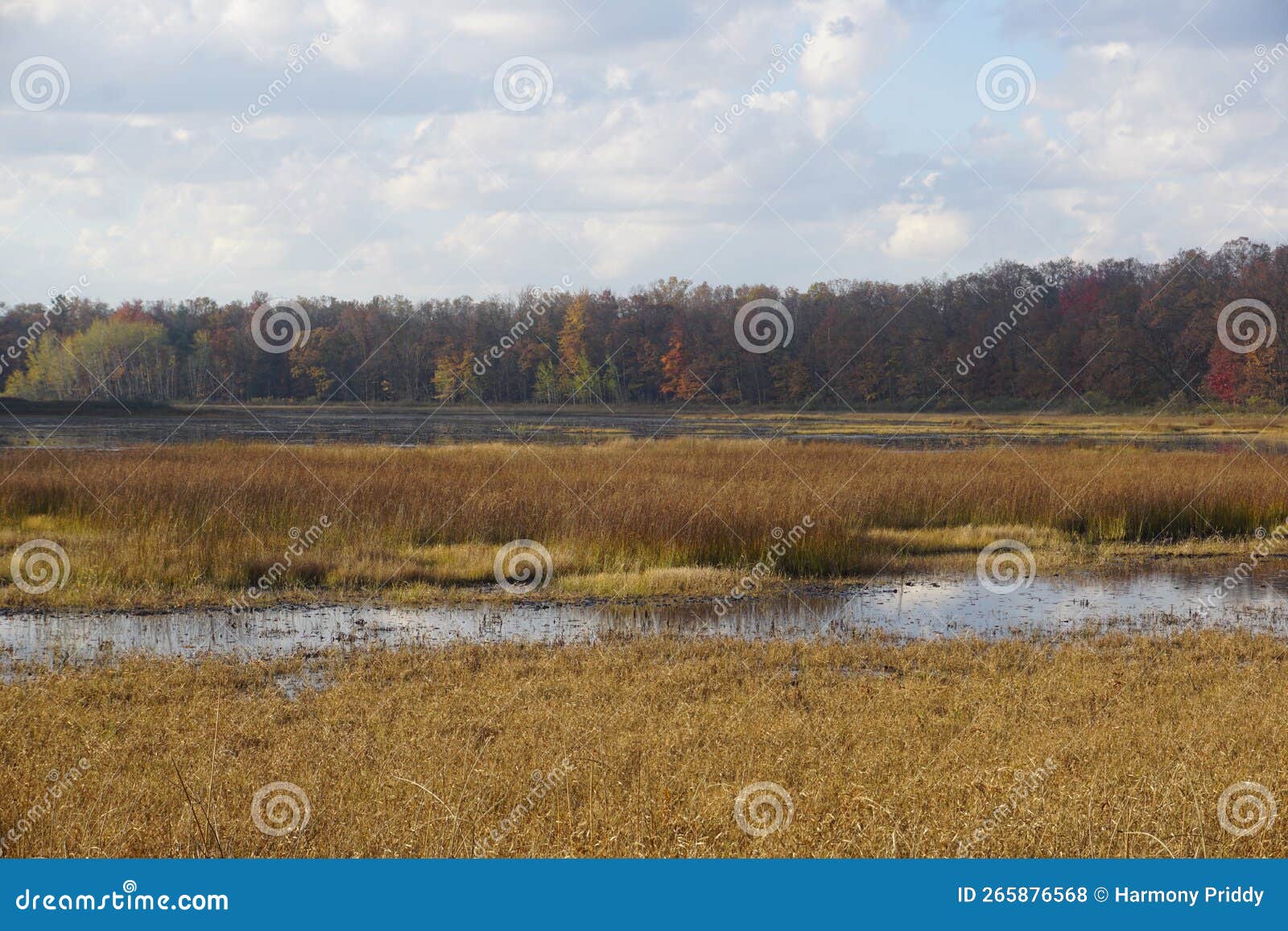 A Large Swamp-Like Area in Fall Stock Photo - Image of prairie ...