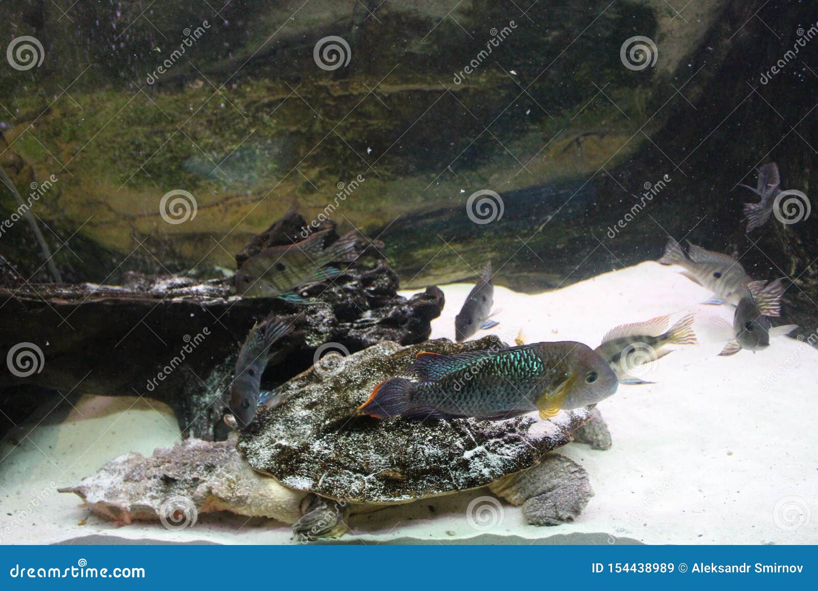 A Large Swamp Turtle Sits in the Terrarium Stock Image - Image of ...