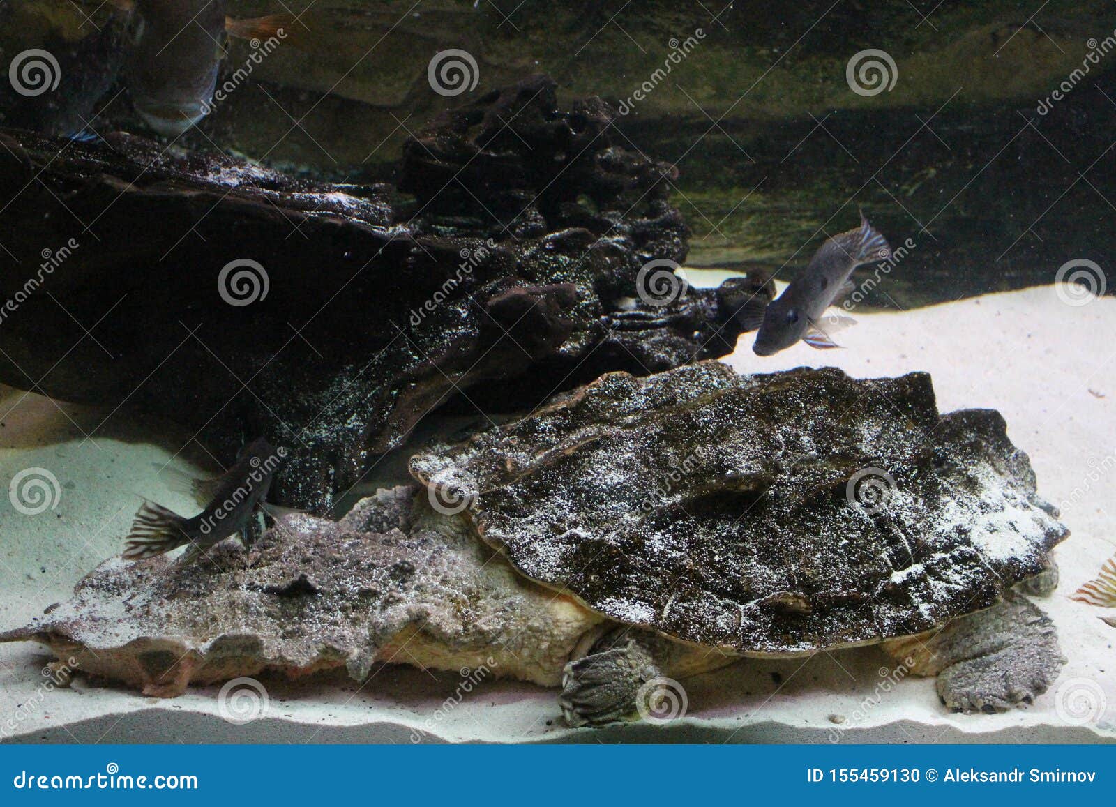 A Large Swamp Turtle Sits in the Terrarium Stock Photo - Image of south ...