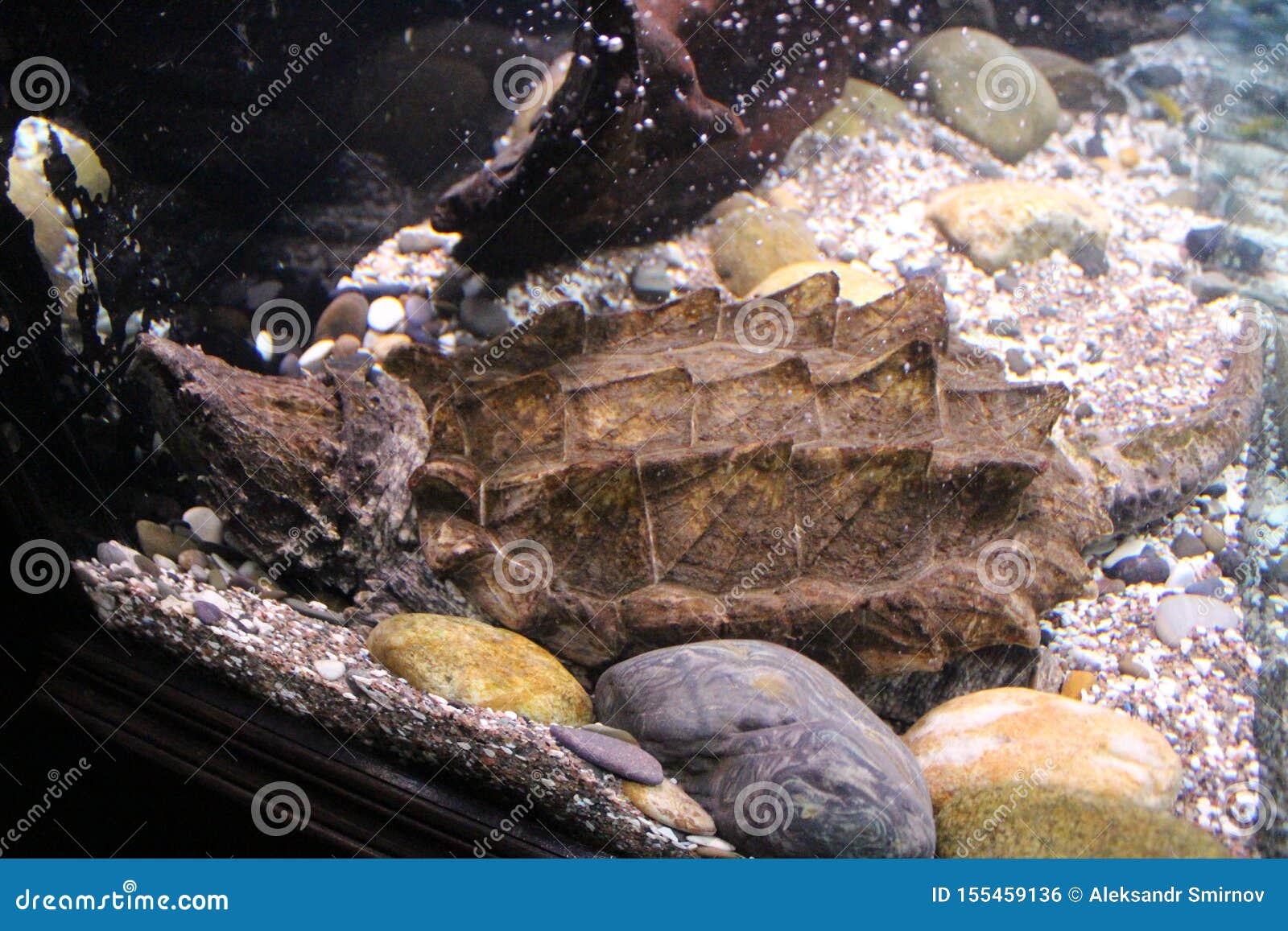 A Large Swamp Turtle Sits in the Terrarium Stock Photo - Image of pond ...