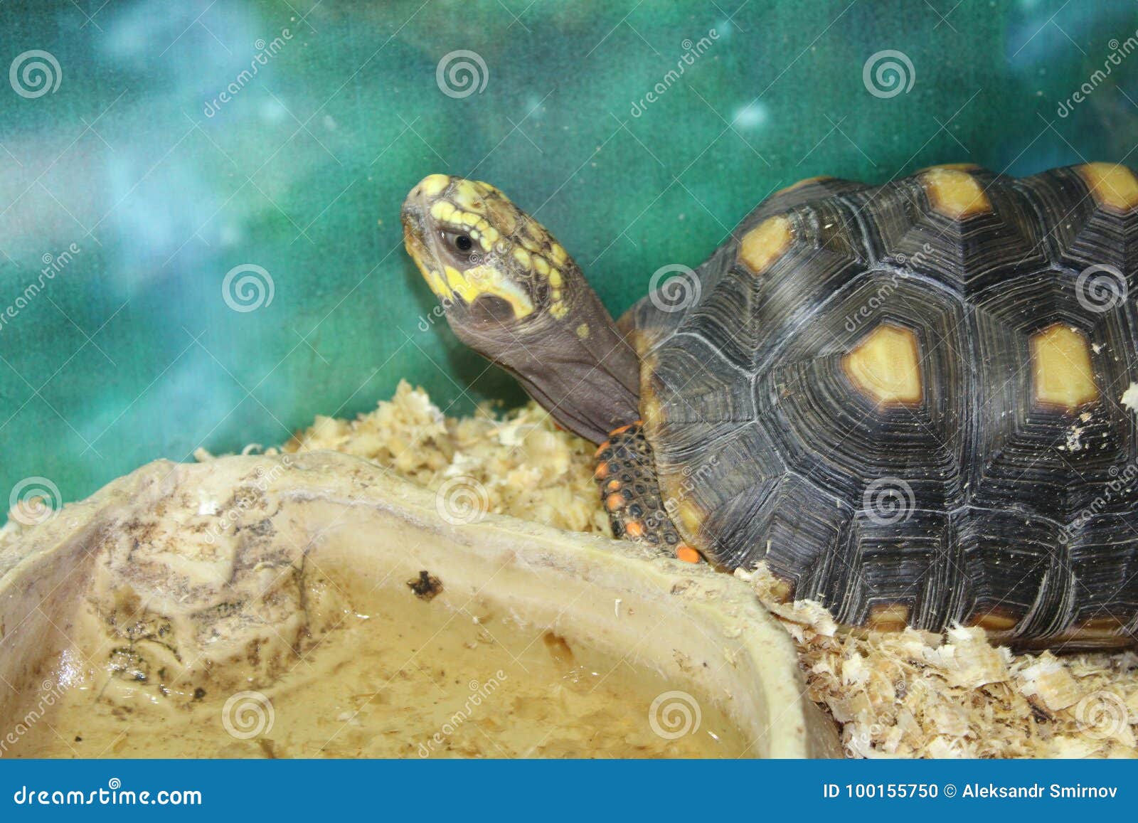 A large swamp turtle stock photo. Image of river, american - 100155750