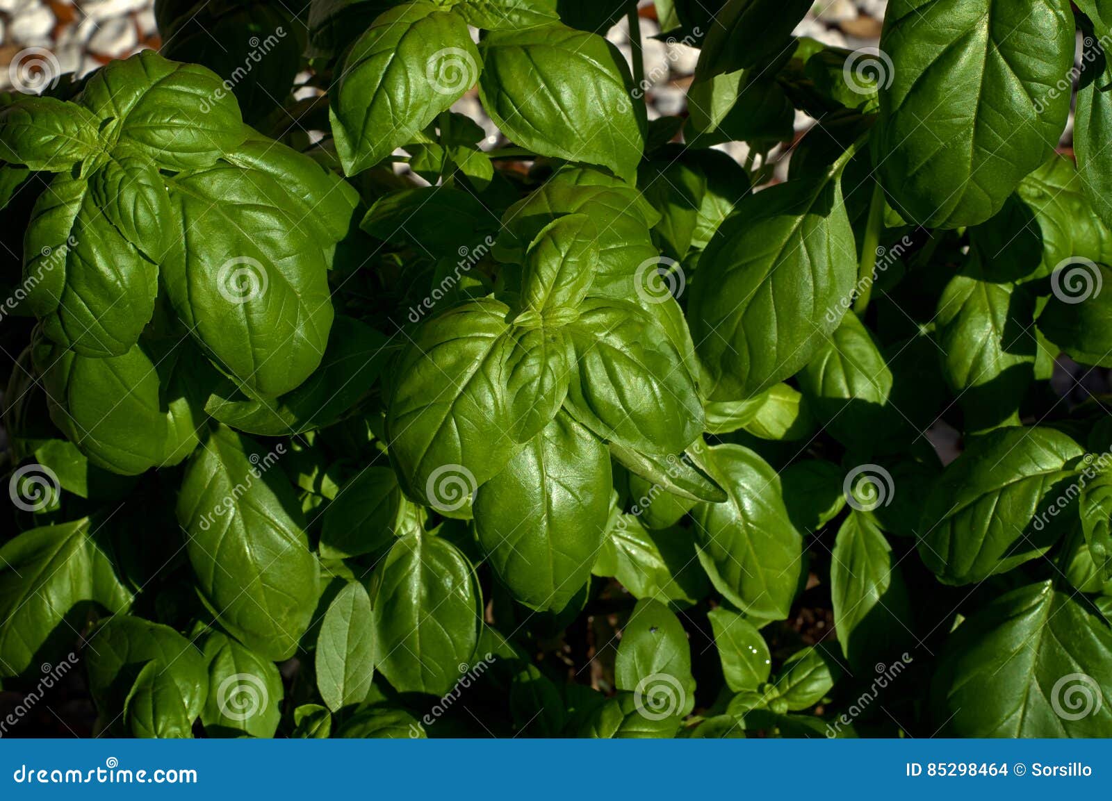 Large Sweet Basil Plant stock photo. Image of herb, green - 85298464