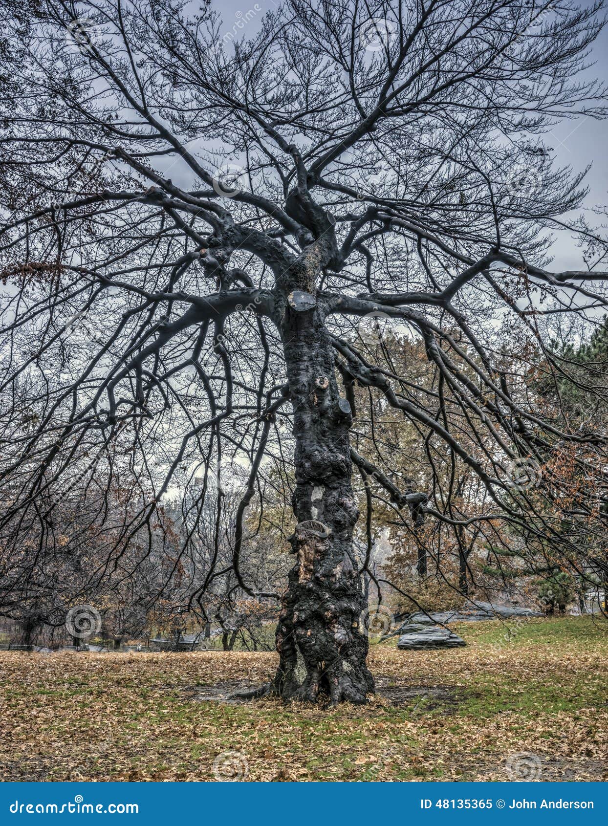 Large sycamore tree stock image. Image of city, rocks - 48135365