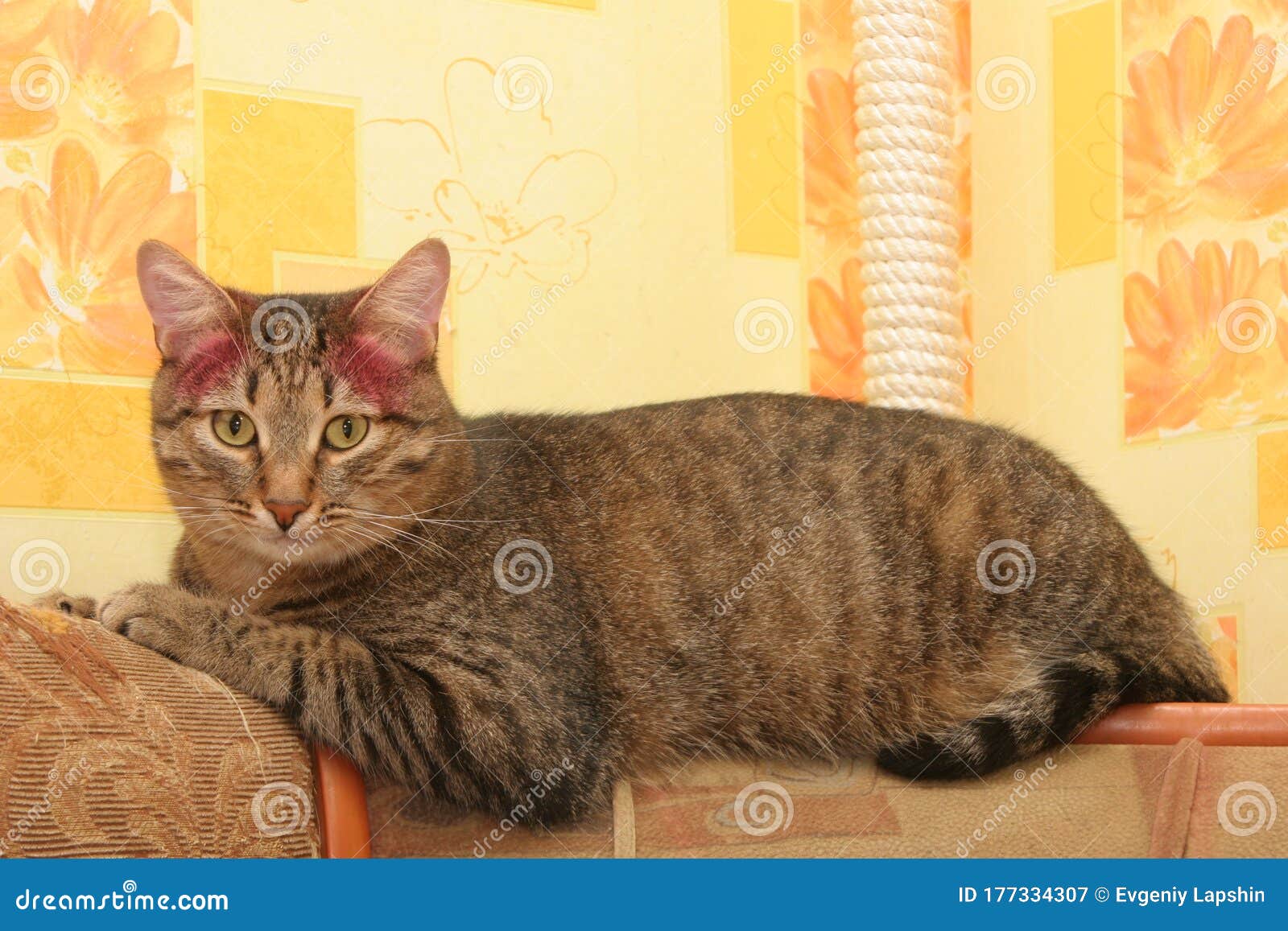 A Large Tabby Cat, a Badger, Sits in a High Place in the Kitchen and ...