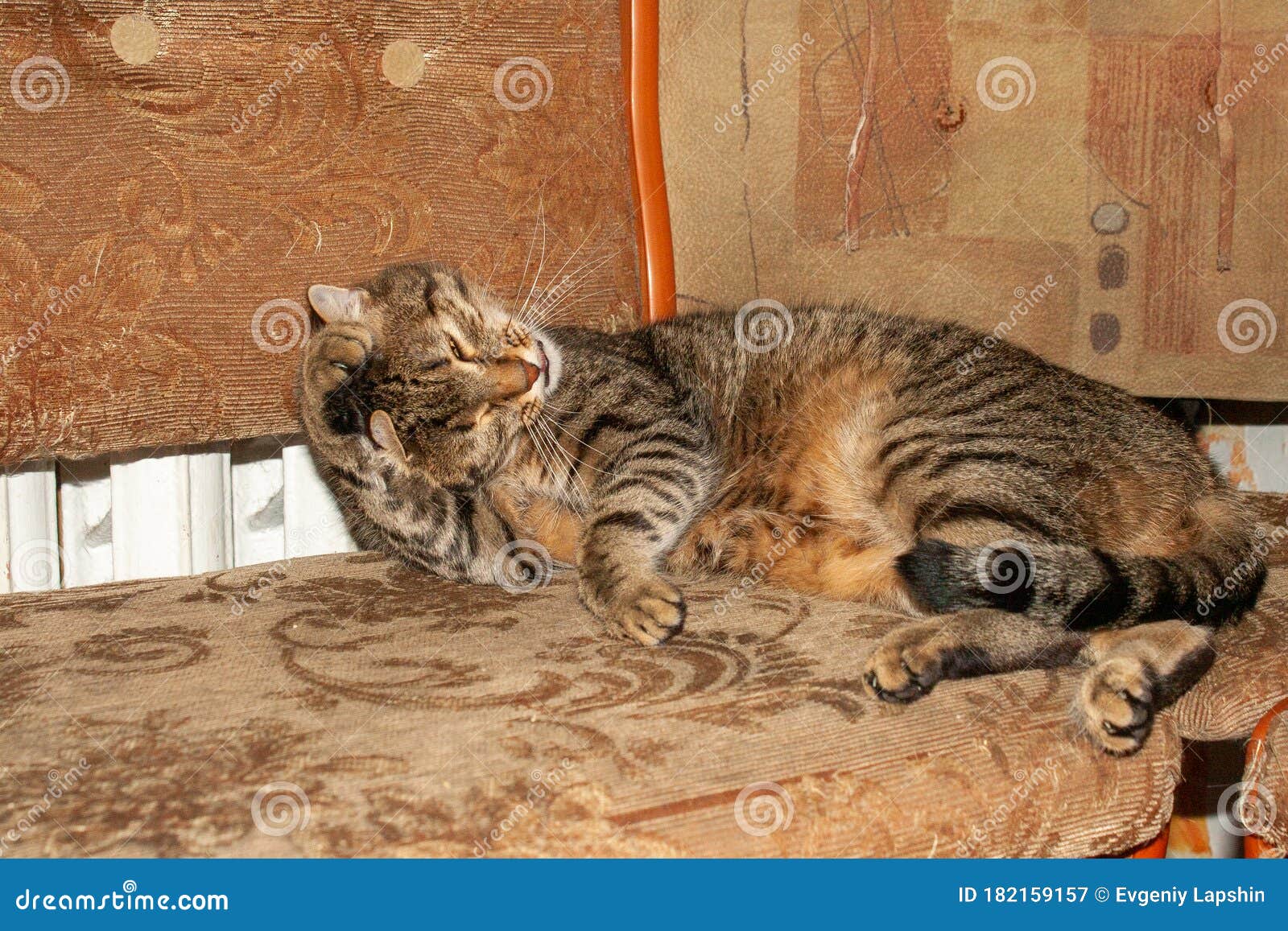 A Large Tabby Cat Named Behemoth Stock Image - Image of full, purebred ...