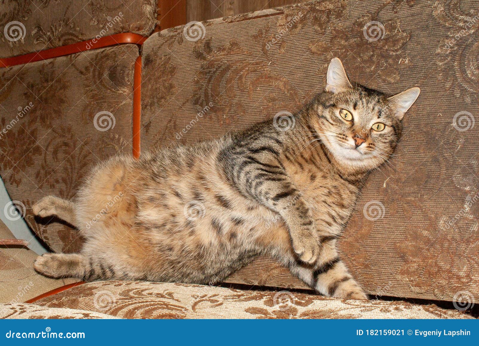 A Large Tabby Cat Named Behemoth Stock Image - Image of friend, breast ...