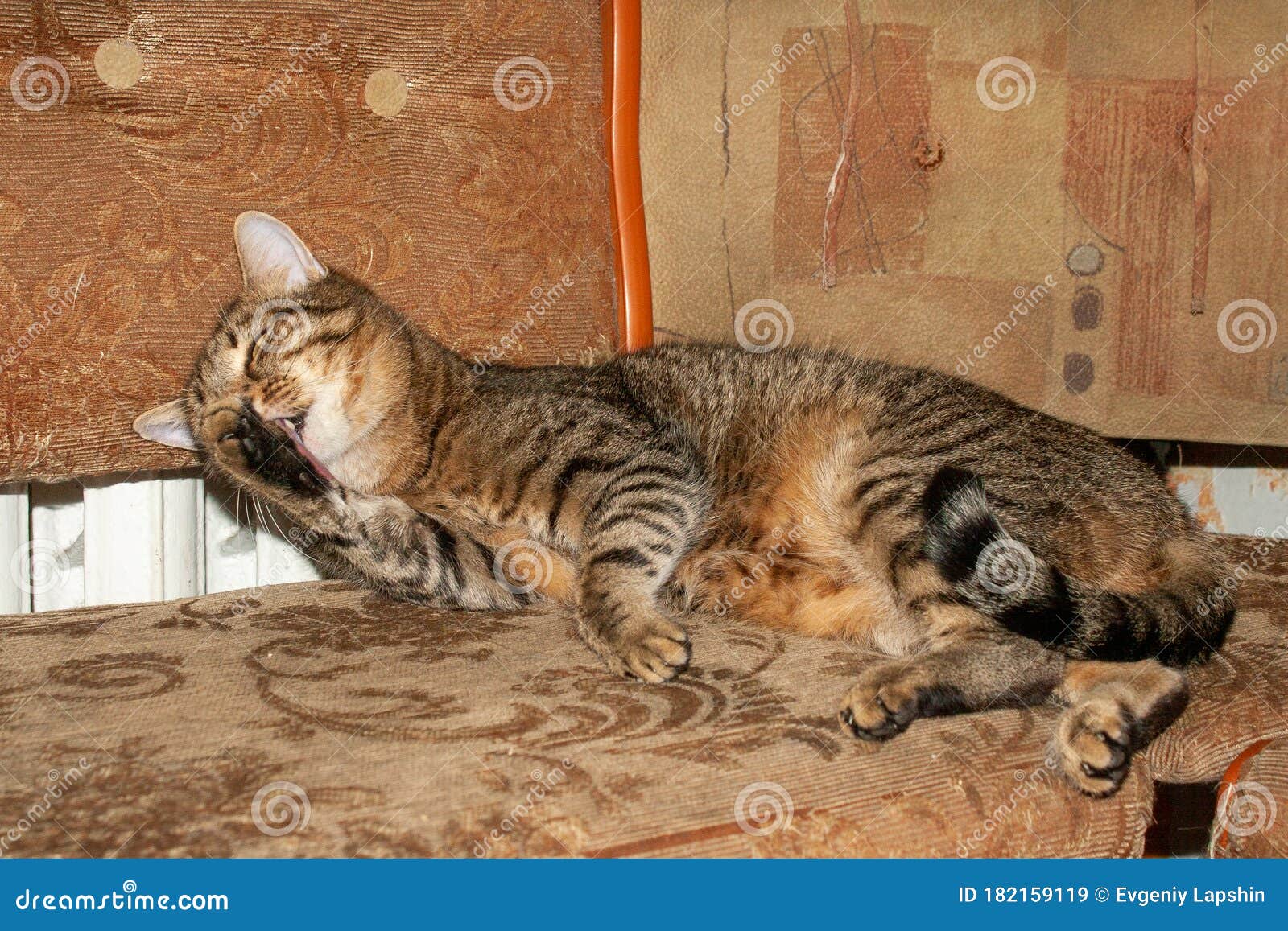 A Large Tabby Cat Named Behemoth Stock Image - Image of lens, purebred ...