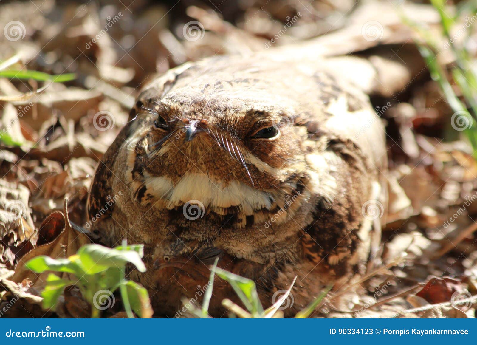 Large-tailed Nightjar stock image. Image of largetailed - 90334123