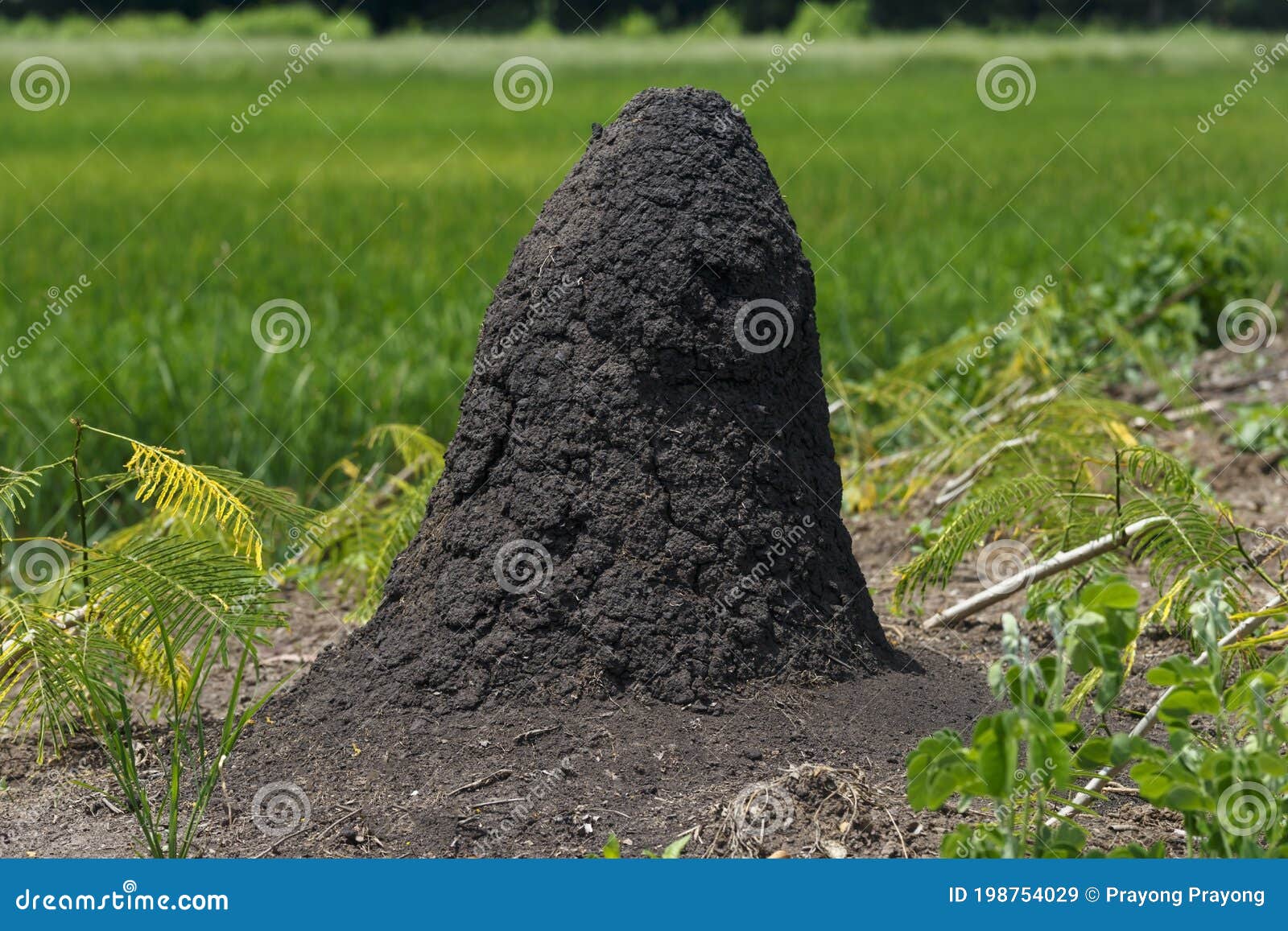 Large and tall anthill stock image. Image of protection - 198754029