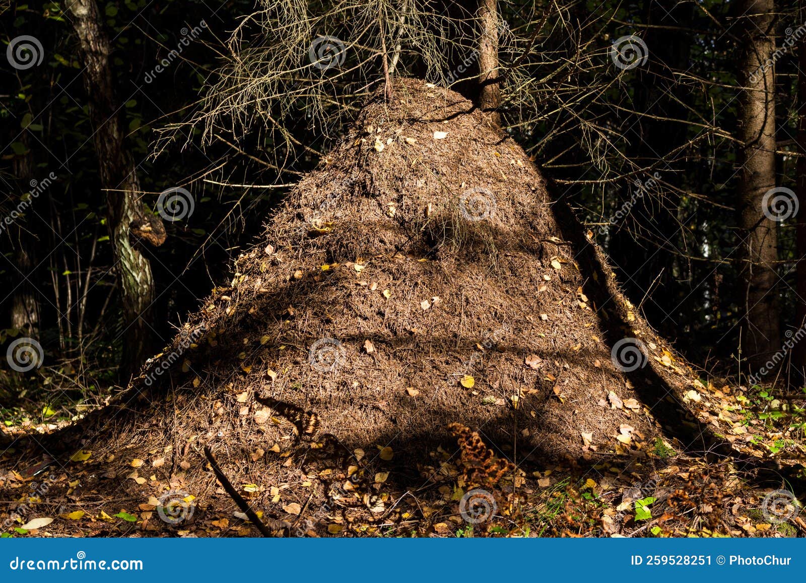A Large Tall Anthill of Spruce Needles Stock Image - Image of insects ...