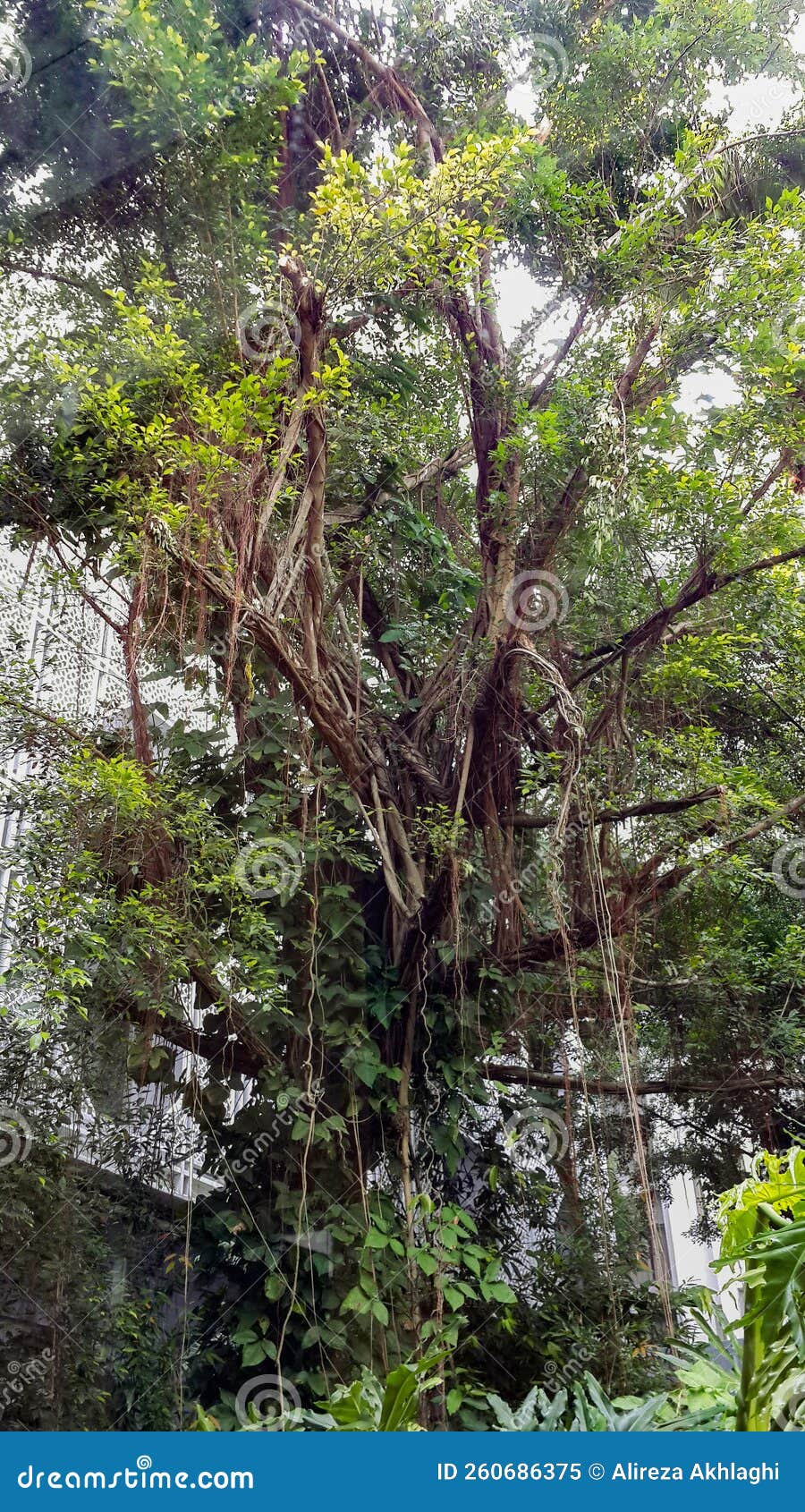 Large and Tall Tree with Dense Branches in the Tropical Area of the ...