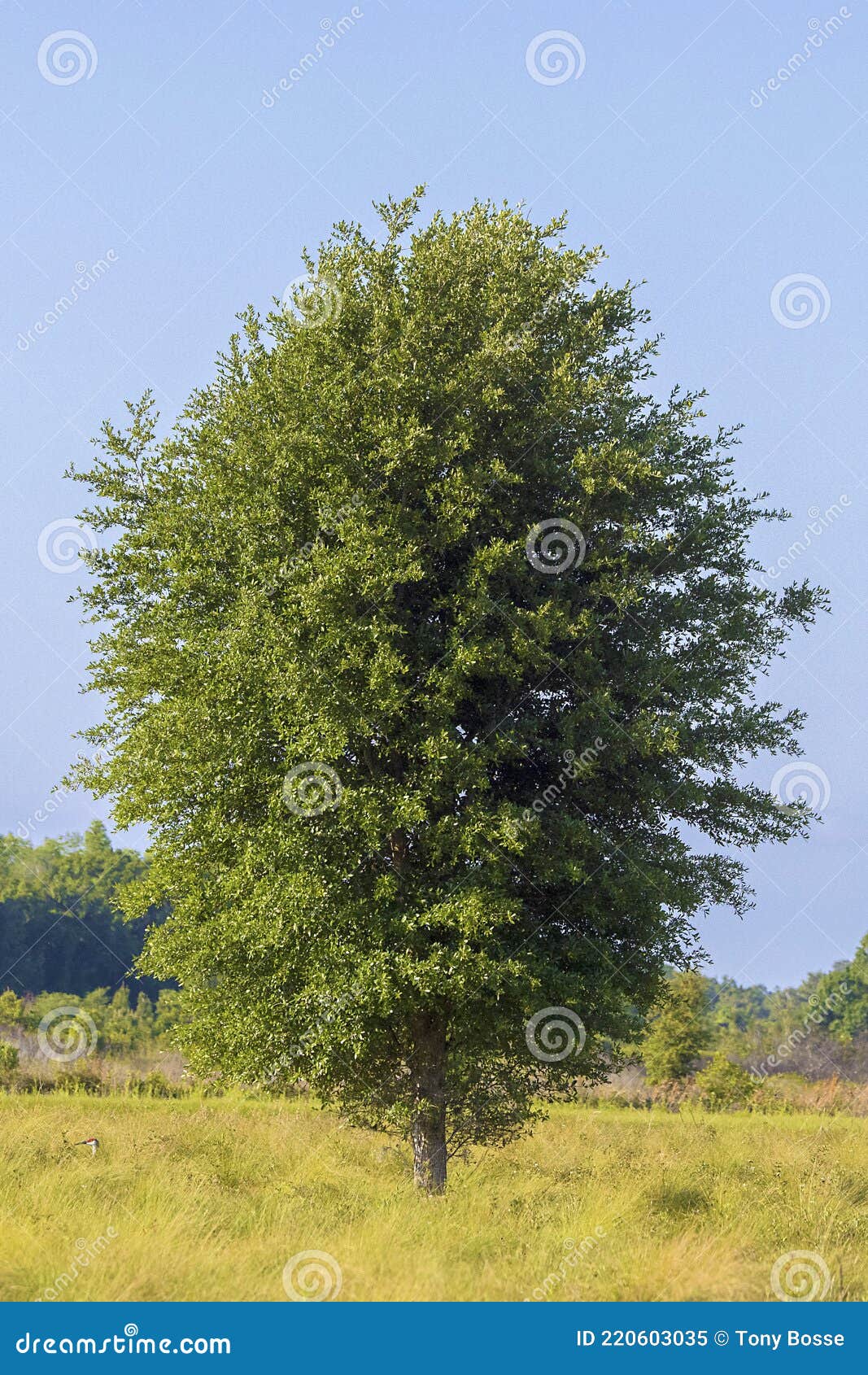 Large, Tall Tree in a Field Stock Image - Image of evergreen, season ...