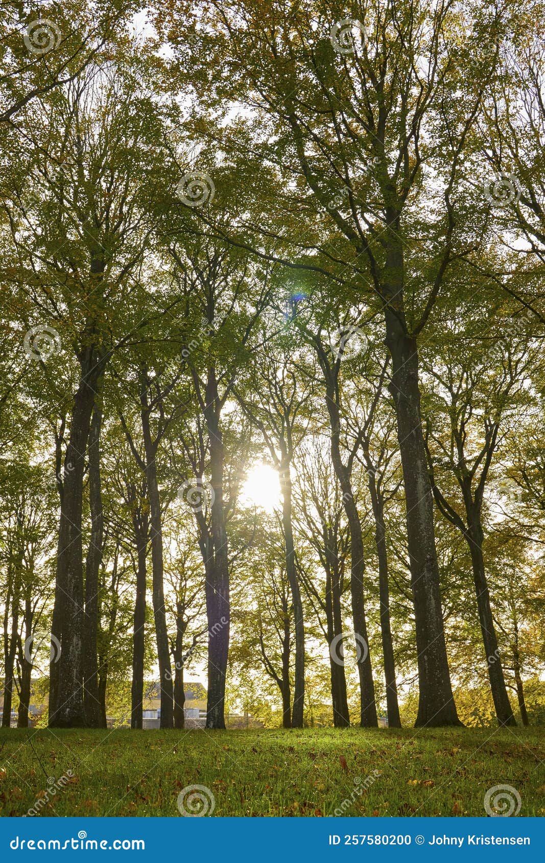Large tall trees in forest stock photo. Image of nature - 257580200