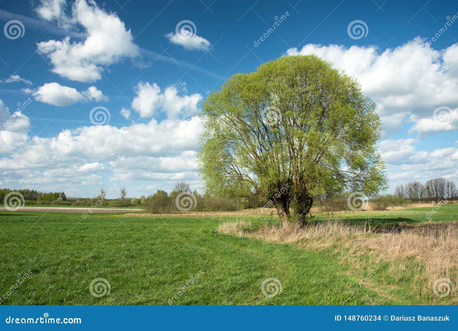 Large Tall Willow Tree Growing in a Meadow and White Clouds on Blue Sky ...