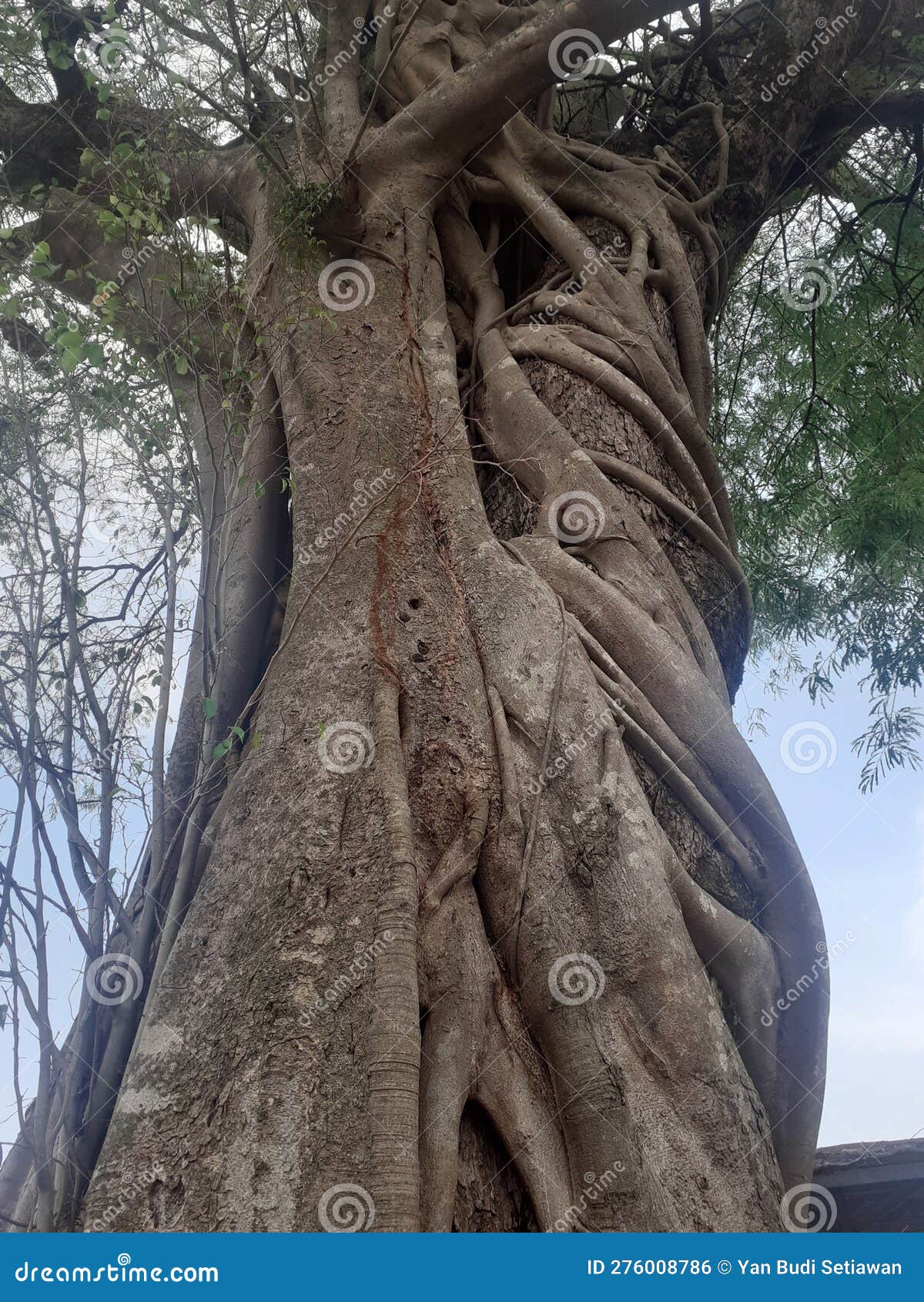 A Large Tamarind Tree Covered by a Banyan Tree Stock Photo - Image of ...