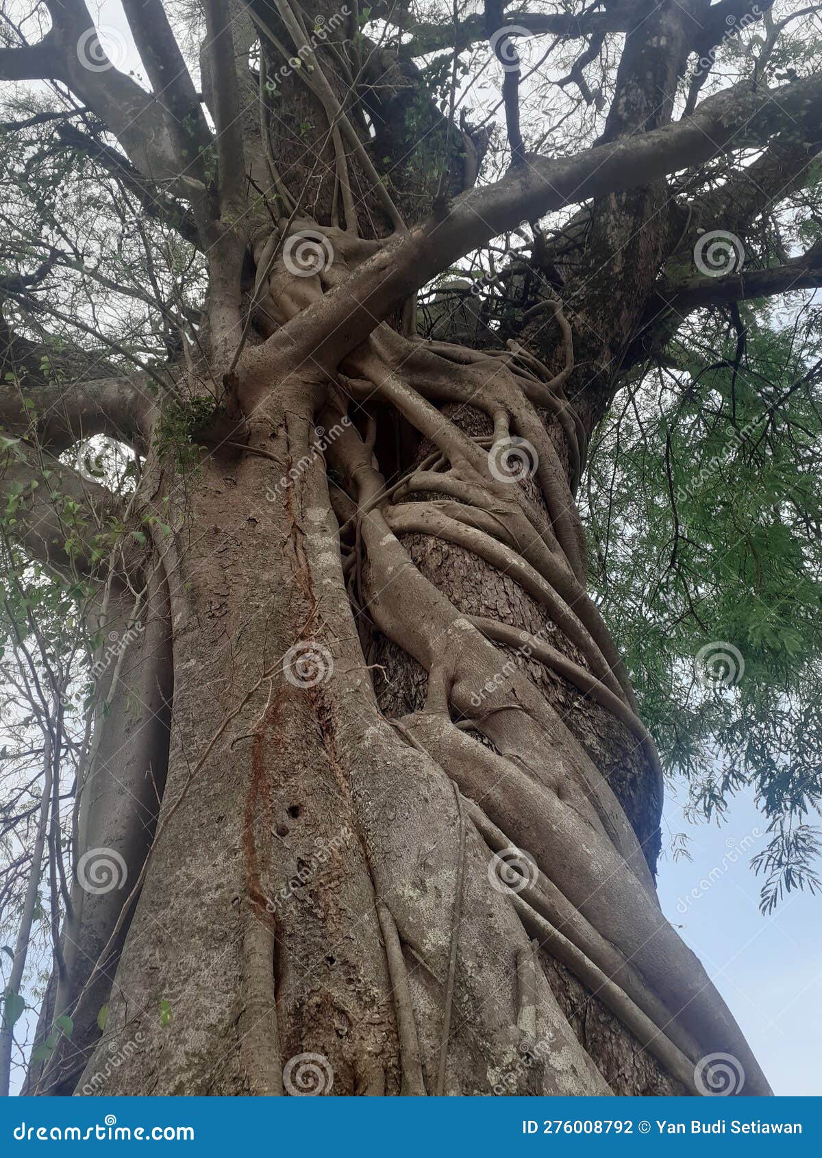 A Large Tamarind Tree Covered by a Banyan Tree Stock Photo - Image of ...