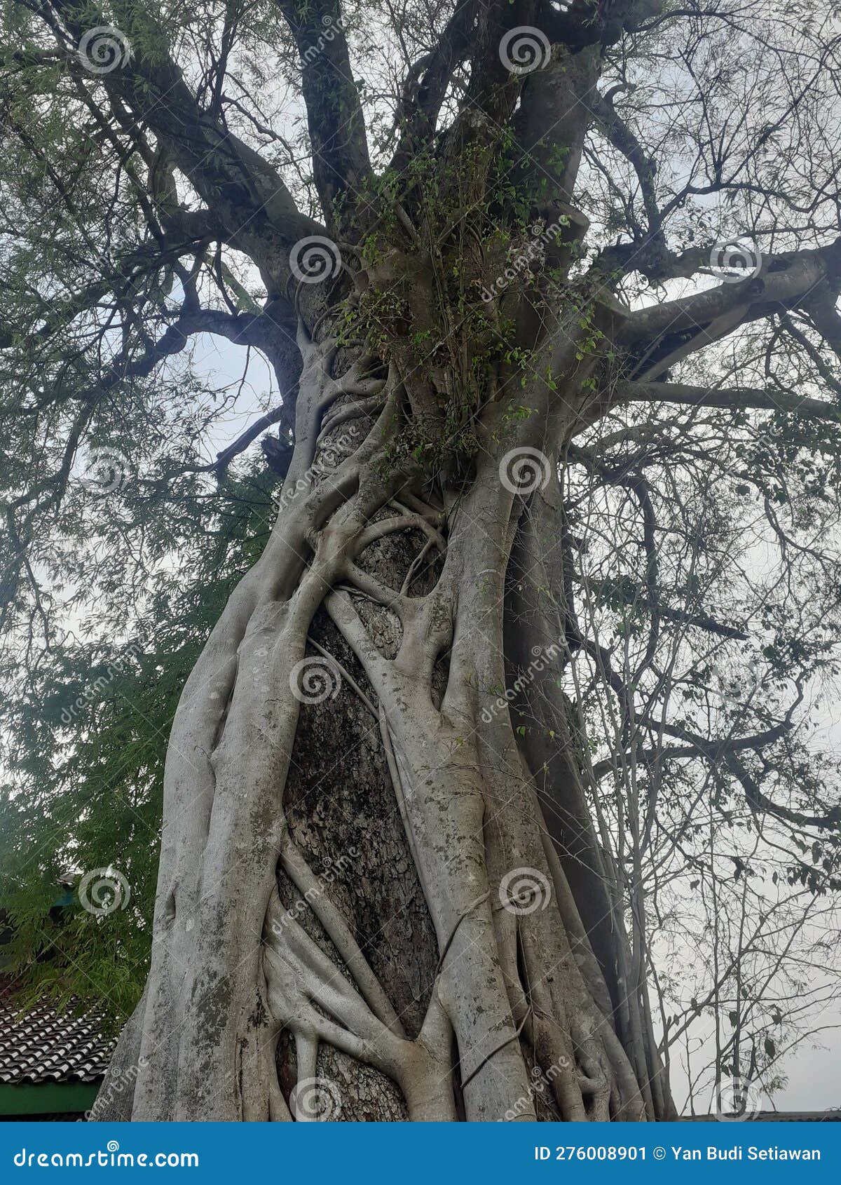 A Large Tamarind Tree Covered by a Banyan Tree Stock Image - Image of ...