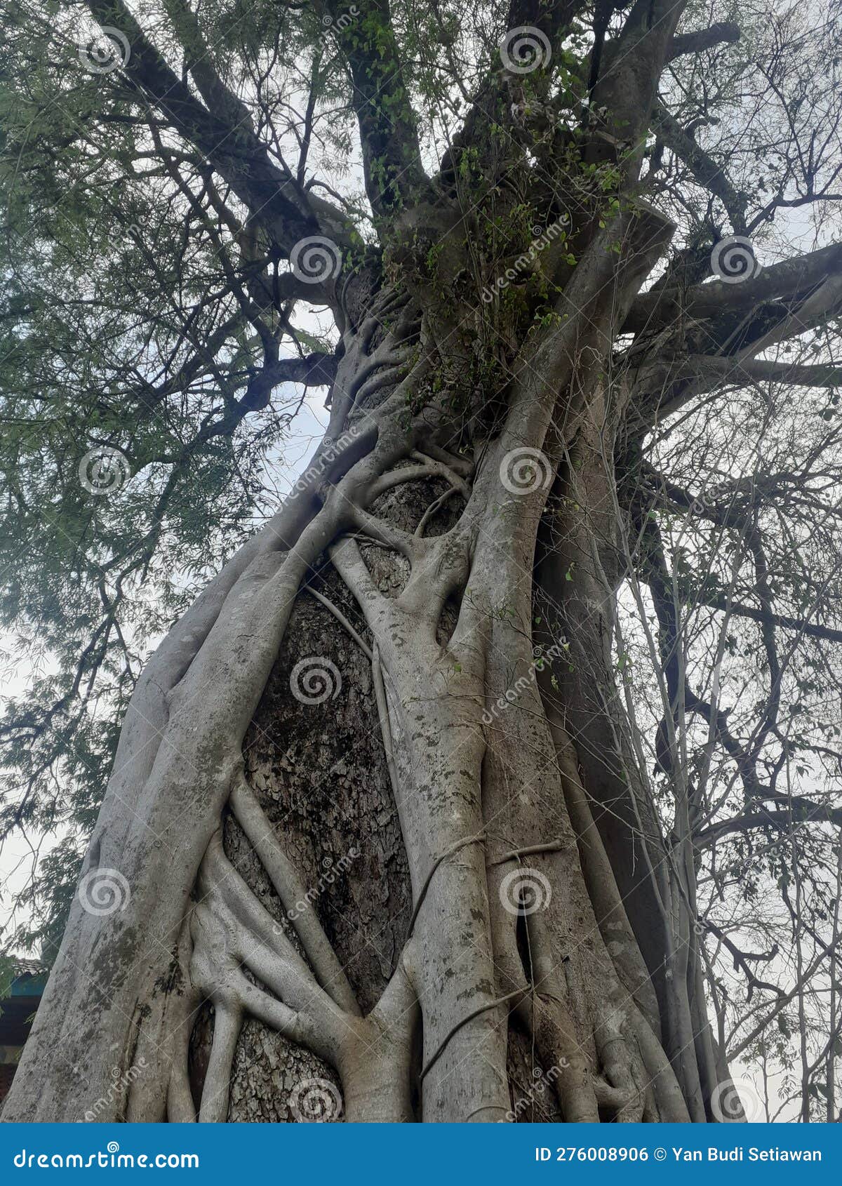 A Large Tamarind Tree Covered by a Banyan Tree Stock Photo - Image of ...