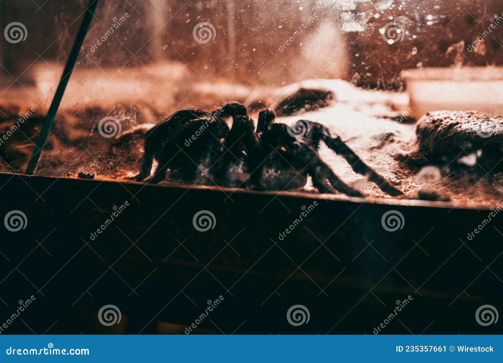 Large Tarantula in an Aquarium Stock Image - Image of wildlife, dark ...