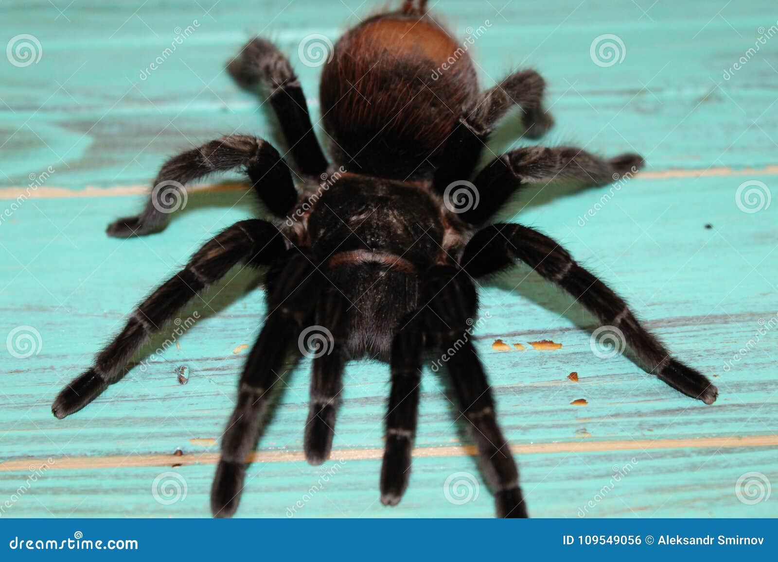 Large Tarantula on a Beautiful Background Stock Photo - Image of animal ...