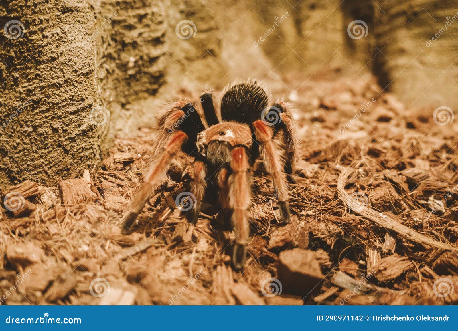 Large Tarantula Spider Close Up Stock Photo - Image of view, beauty ...