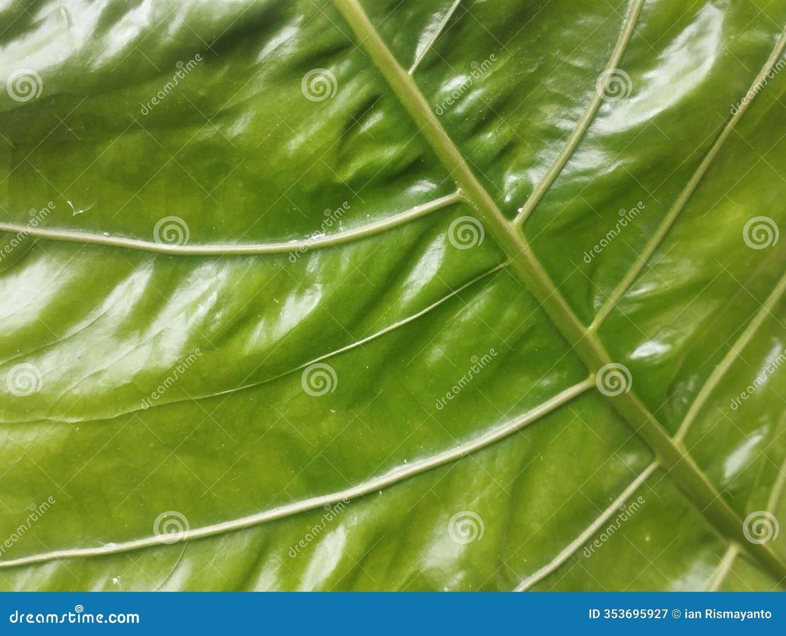 Large Taro Leaf Fibers Close Up Stock Image - Image of leaf, taro ...