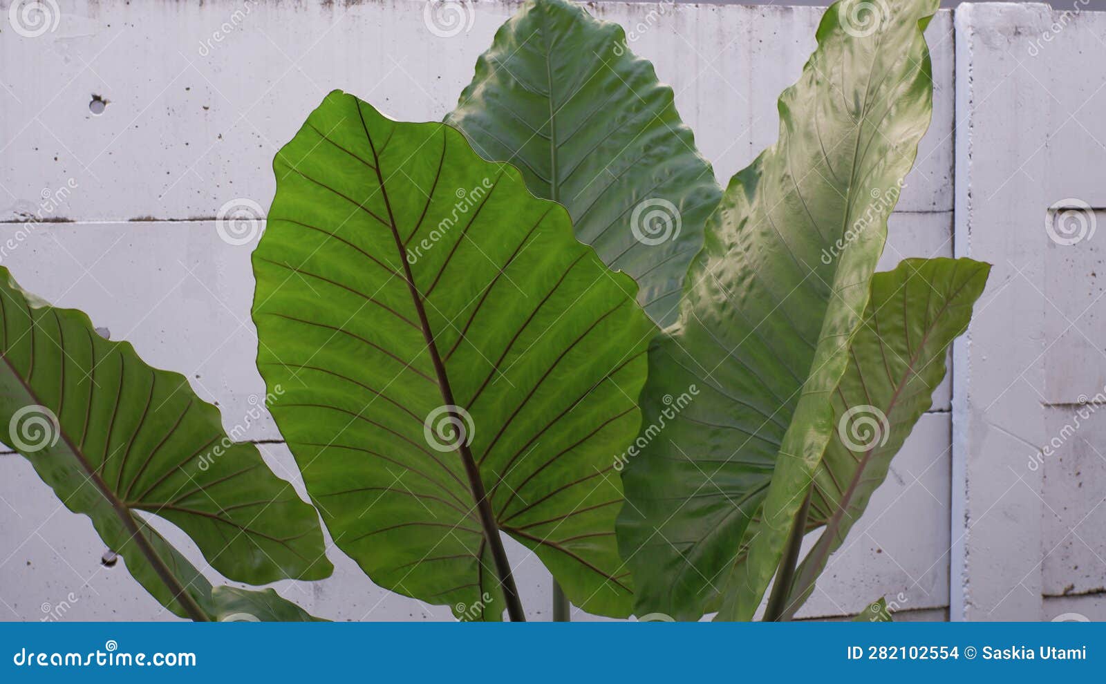 Large Taro Leaves in the Garden Stock Photo - Image of liquid, tropical ...