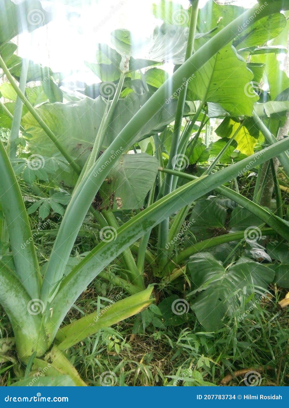 Taro Leaves With Water Splash Stock Photo | CartoonDealer.com #205497888
