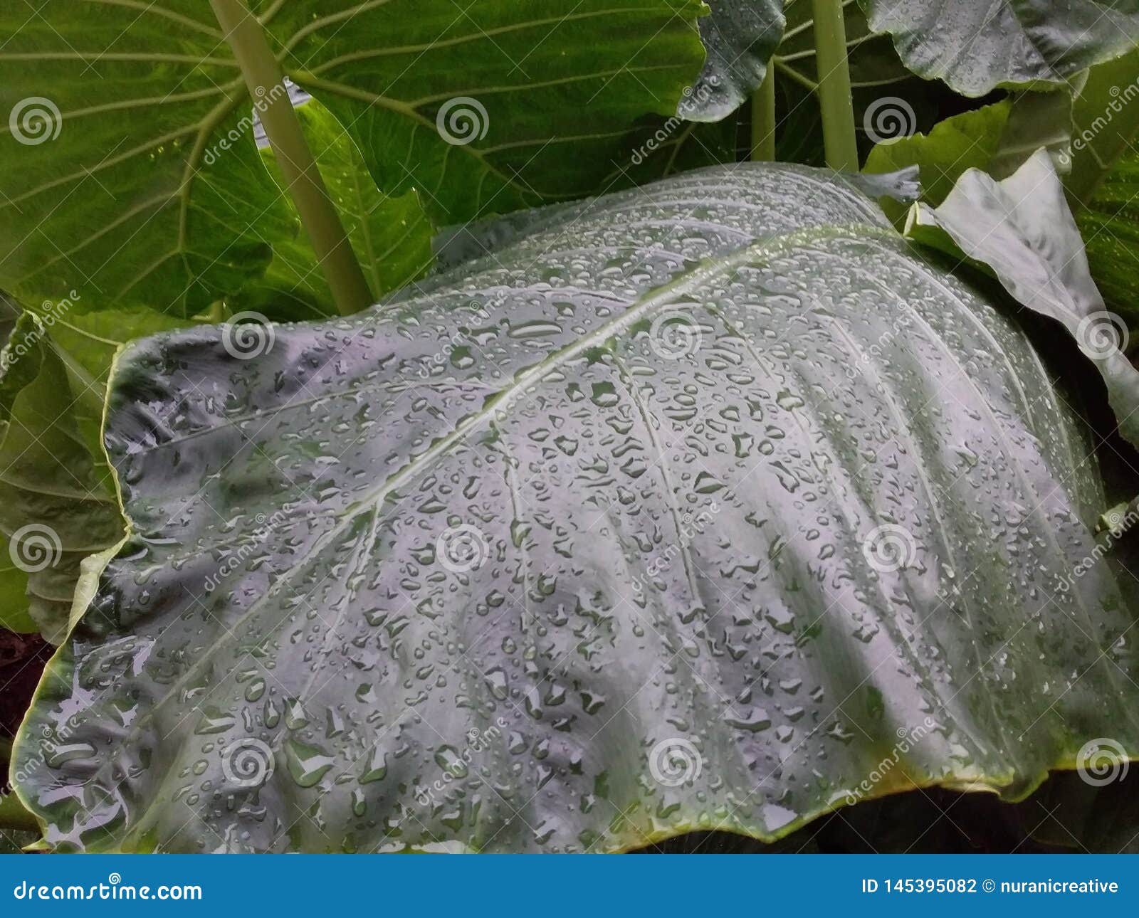 Taro Leaves With Water Splash Stock Photo | CartoonDealer.com #205497888