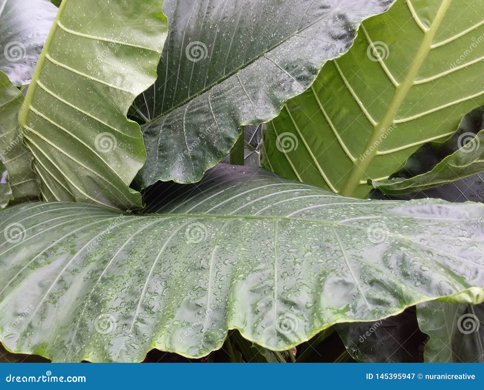 Large Taro leaves stock image. Image of large, leaves - 145395947