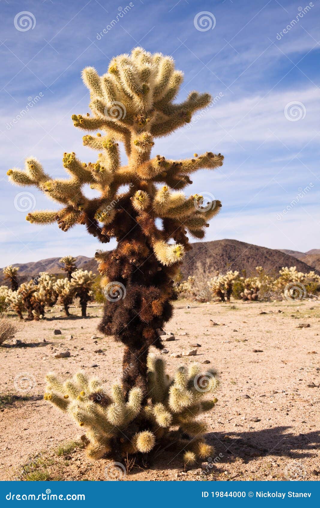 Large Teddy Bear Cholla Cactus Stock Photo - Image of national, park ...