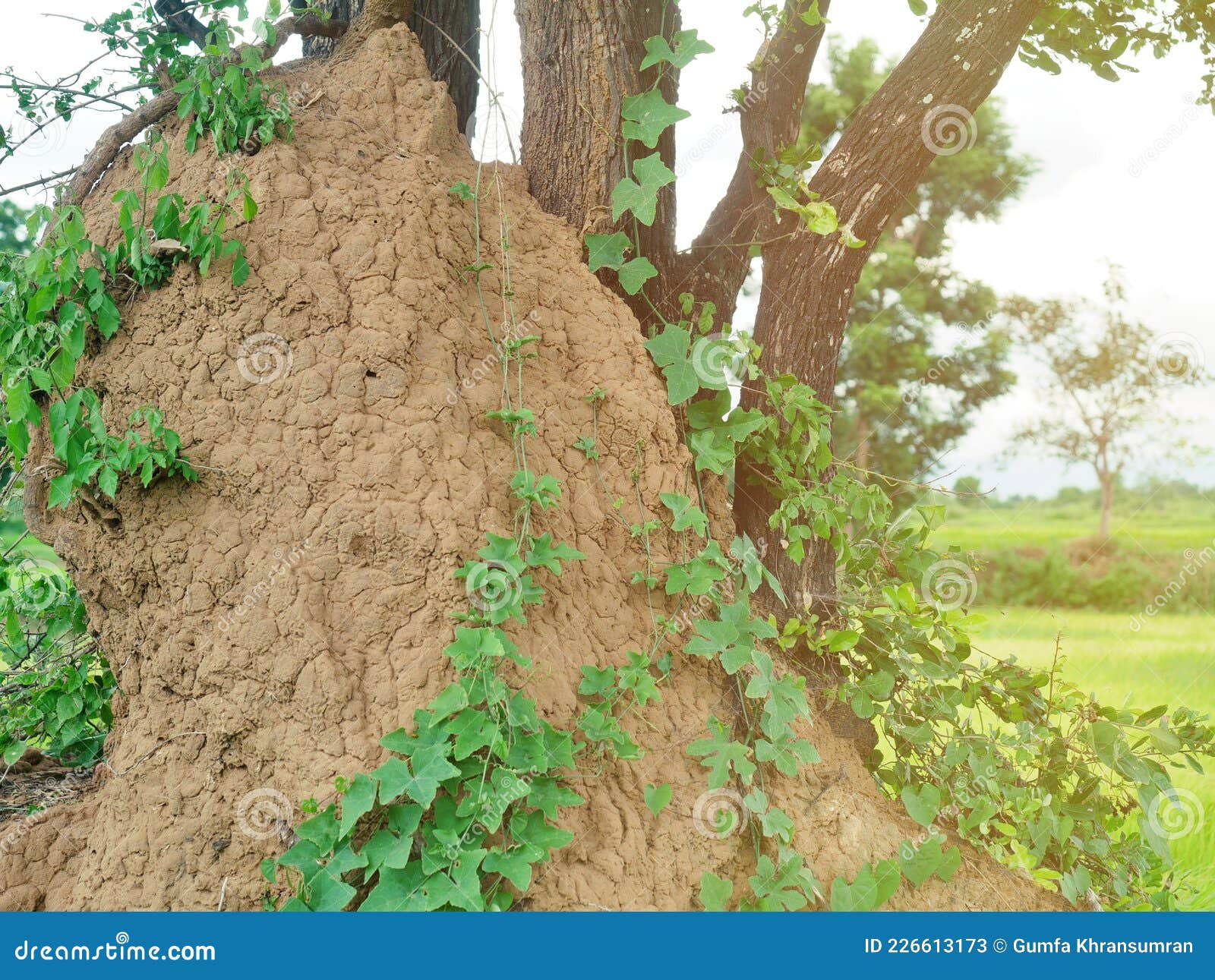 A Large Termite Mound Near. Stock Image - Image of green, garden: 226613173