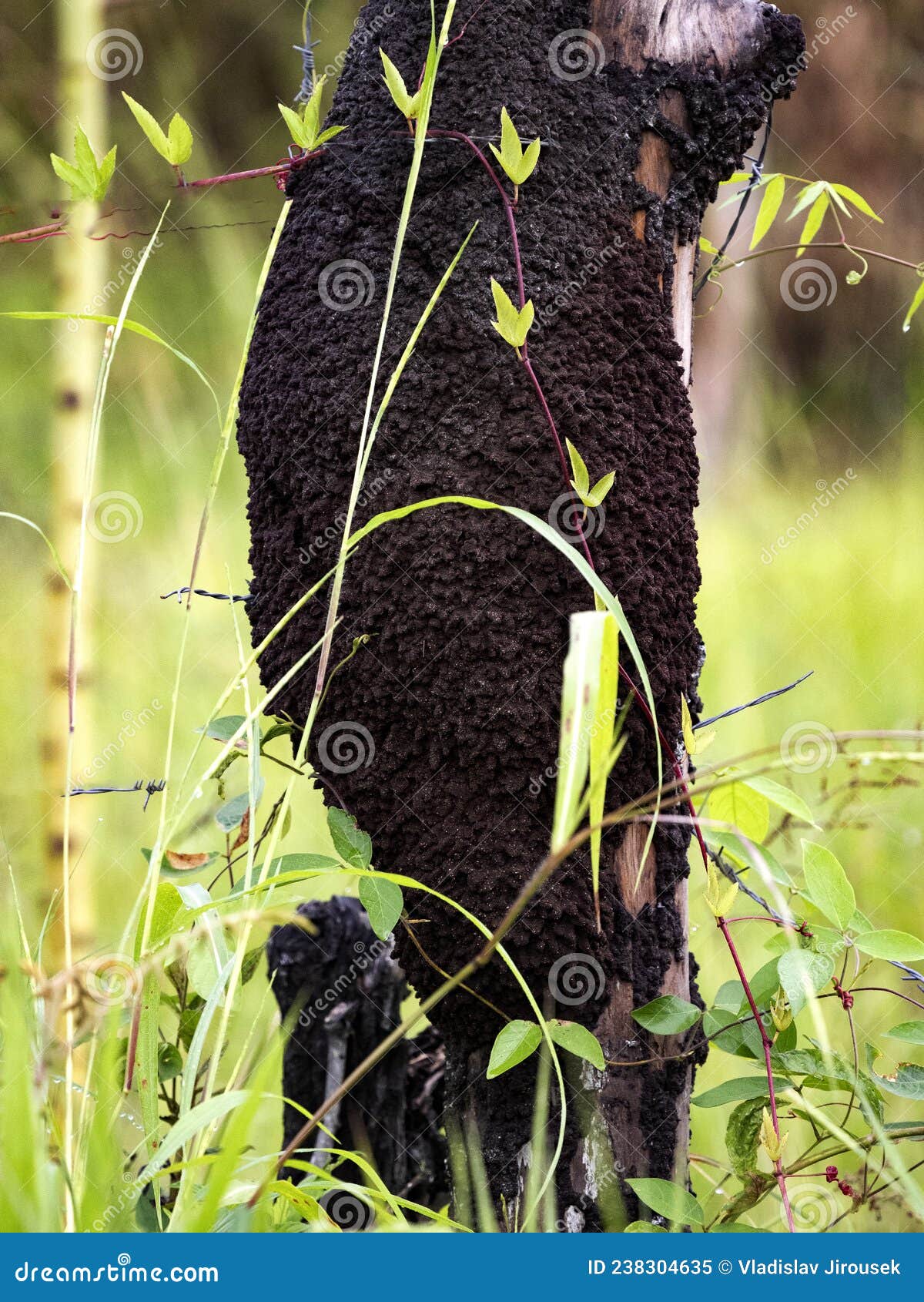 Large Termite Mound on a Tree Trunk, Costa Rica Stock Image - Image of ...