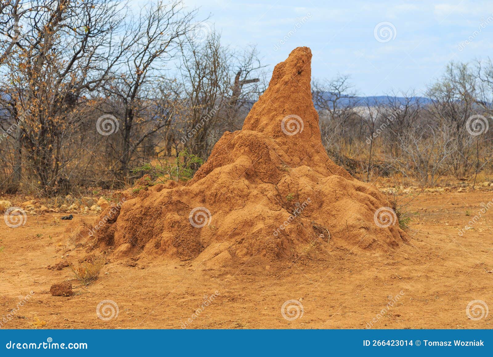 Large Termite Mound in Typical African Landscape with Termite in ...