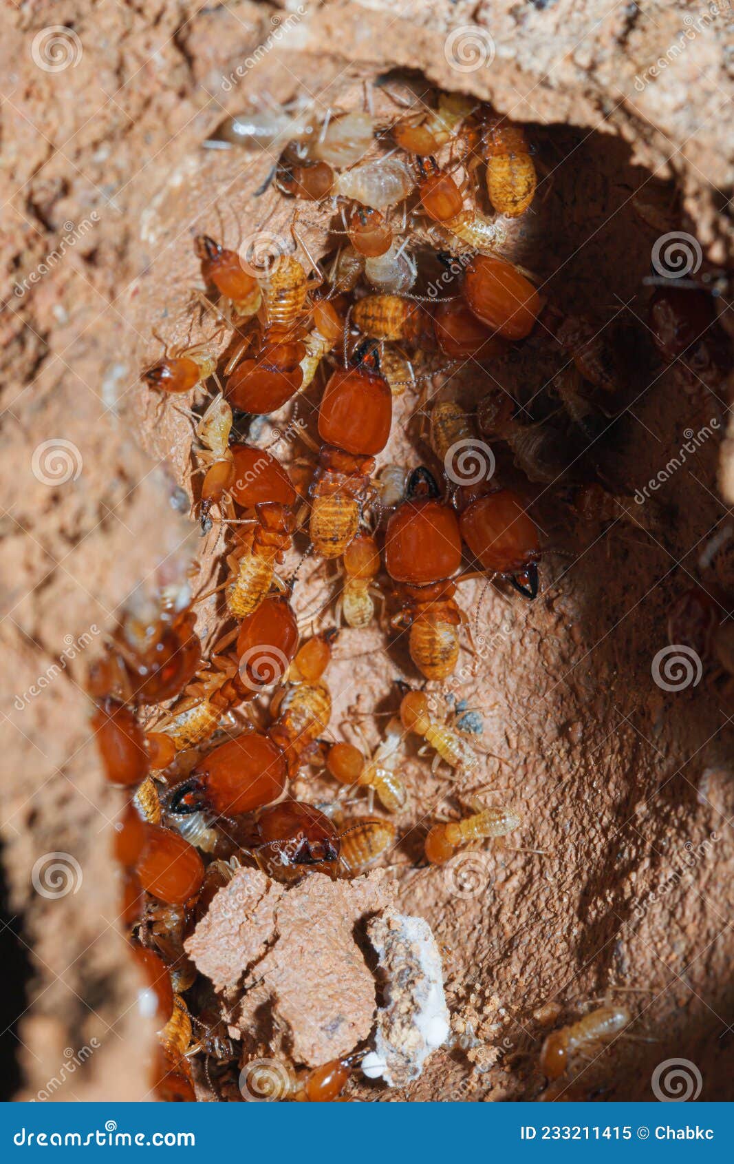 Large termites team . stock image. Image of natural - 233211415