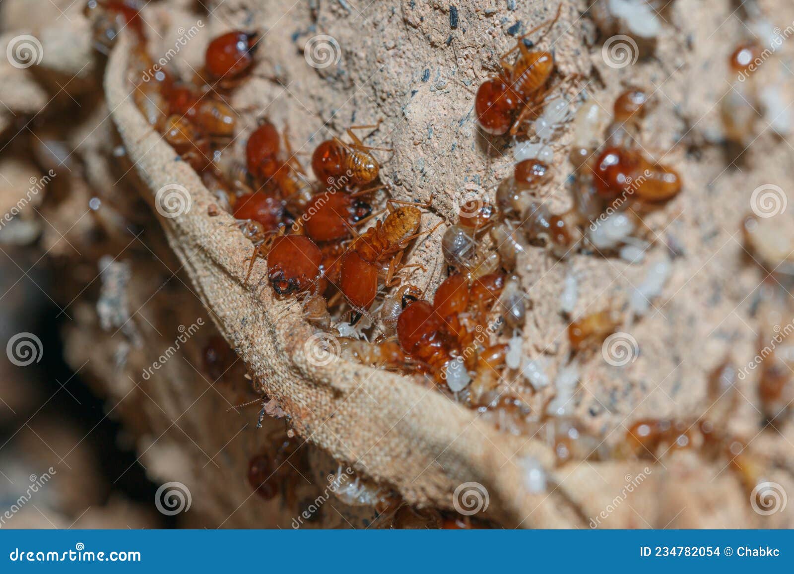 Large termites team . stock photo. Image of pest, lumber - 234782054