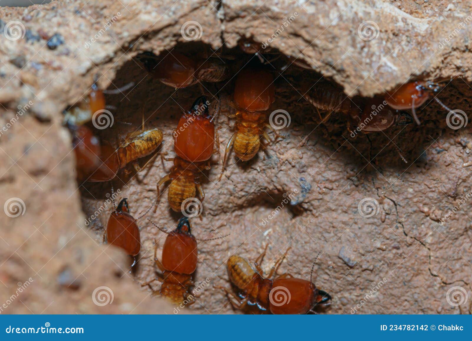 Large termites team . stock photo. Image of animal, holes - 234782142