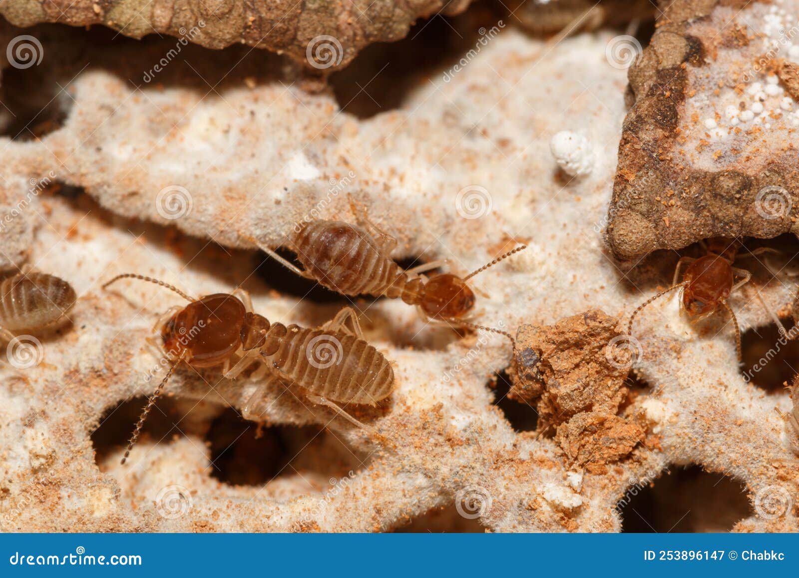 Large Termites Team with Walking. Stock Image - Image of large, nests ...