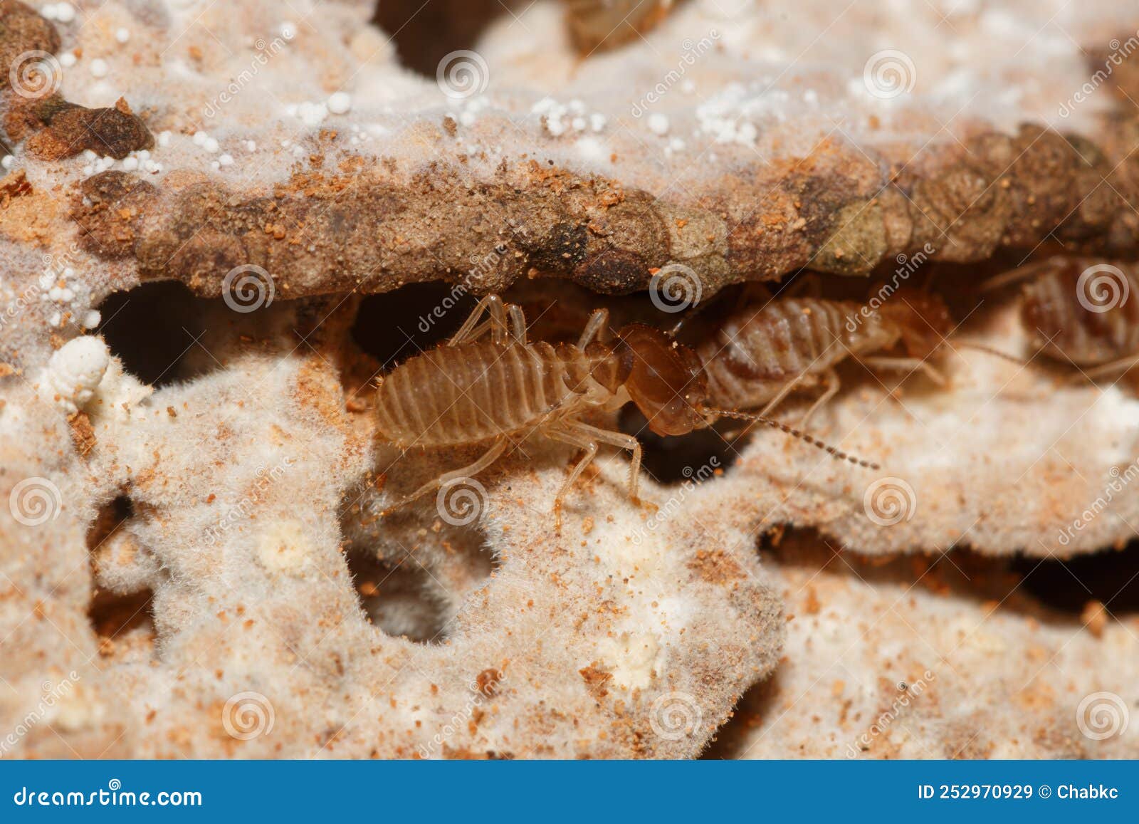 Large Termites with Walking. Stock Image - Image of nature, cracked ...
