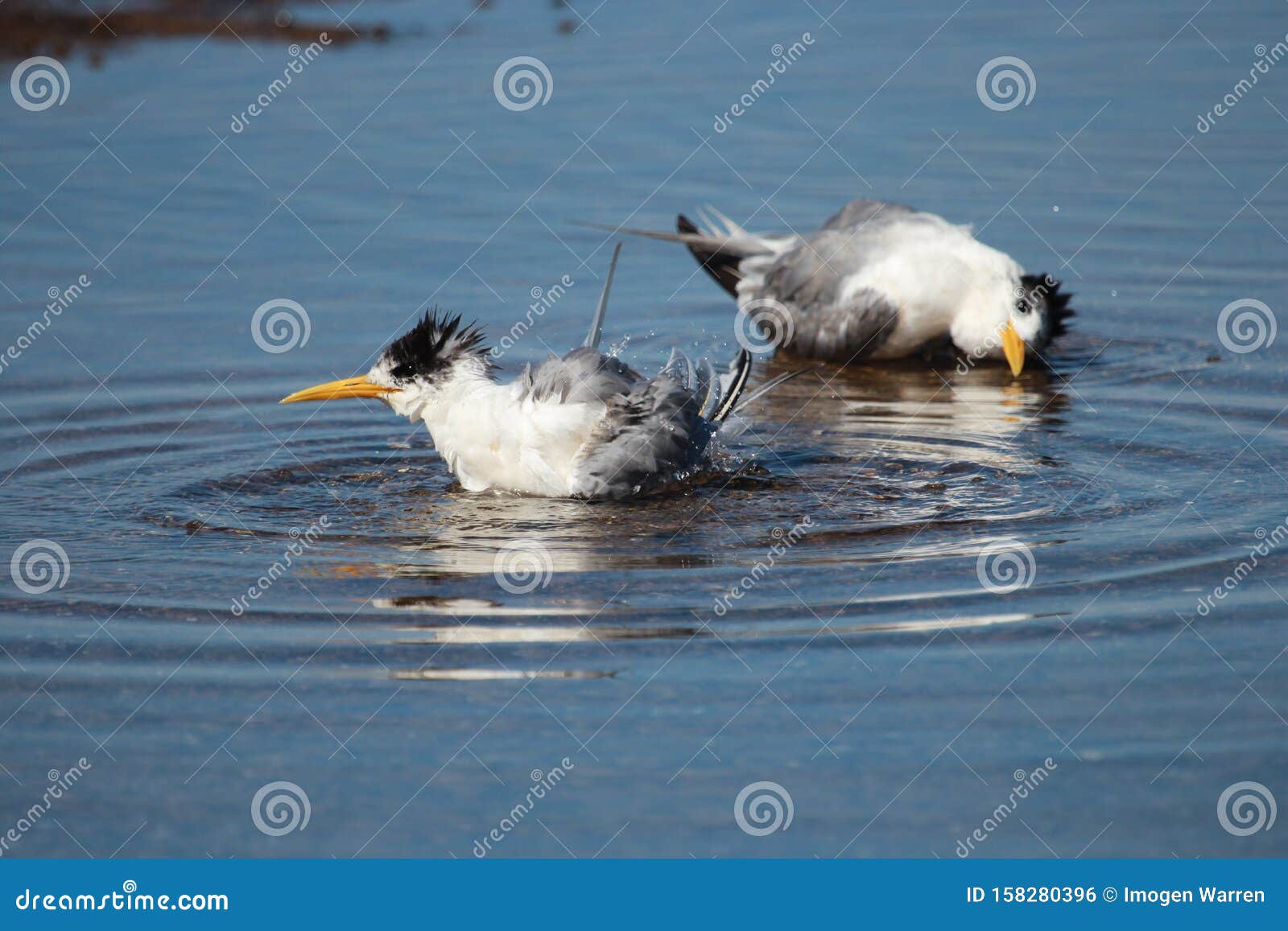 Great Crested Tern in Australia Stock Photo - Image of tern, native ...