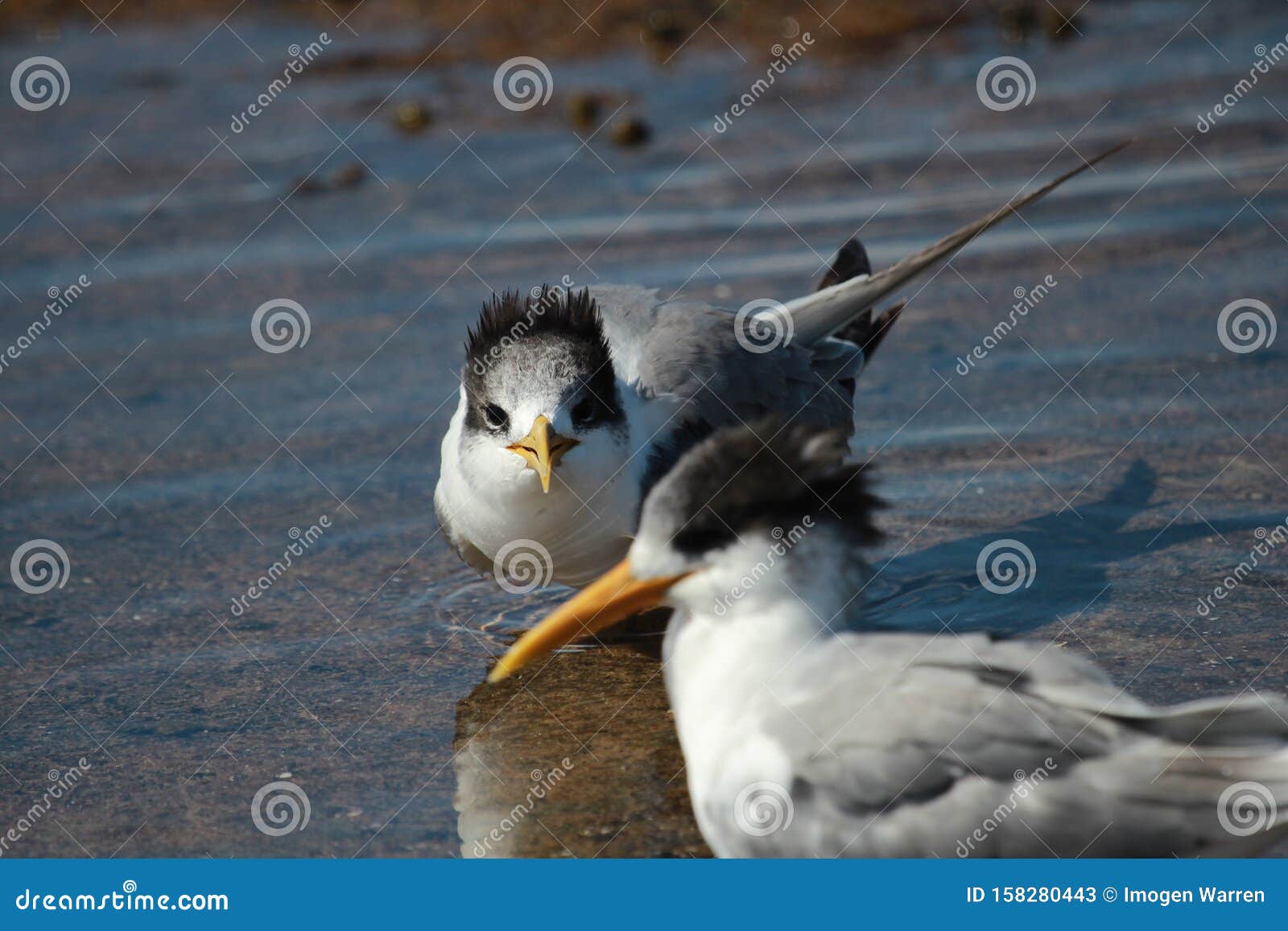 Great Crested Tern in Australia Stock Image - Image of native, endemic ...