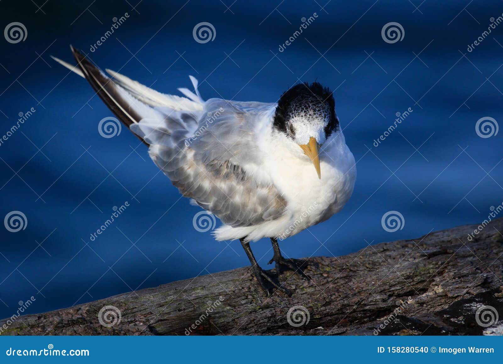 Great Crested Tern in Australia Stock Photo - Image of plumage, tern ...