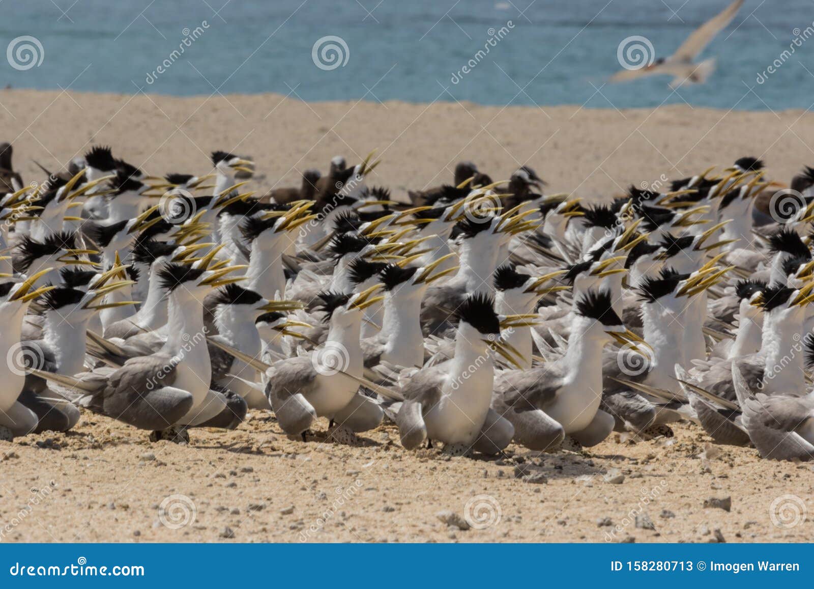 Great Crested Tern in Australia Stock Image - Image of bergii, bird ...