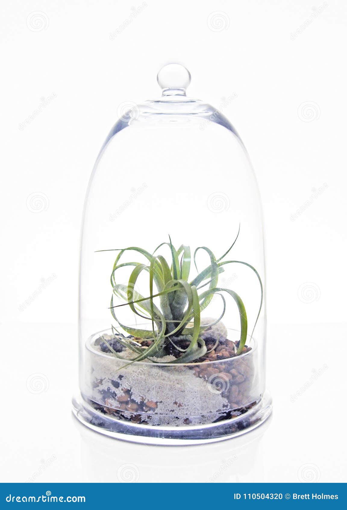 Large Terrarium Isolated on White Background Stock Photo - Image of ...