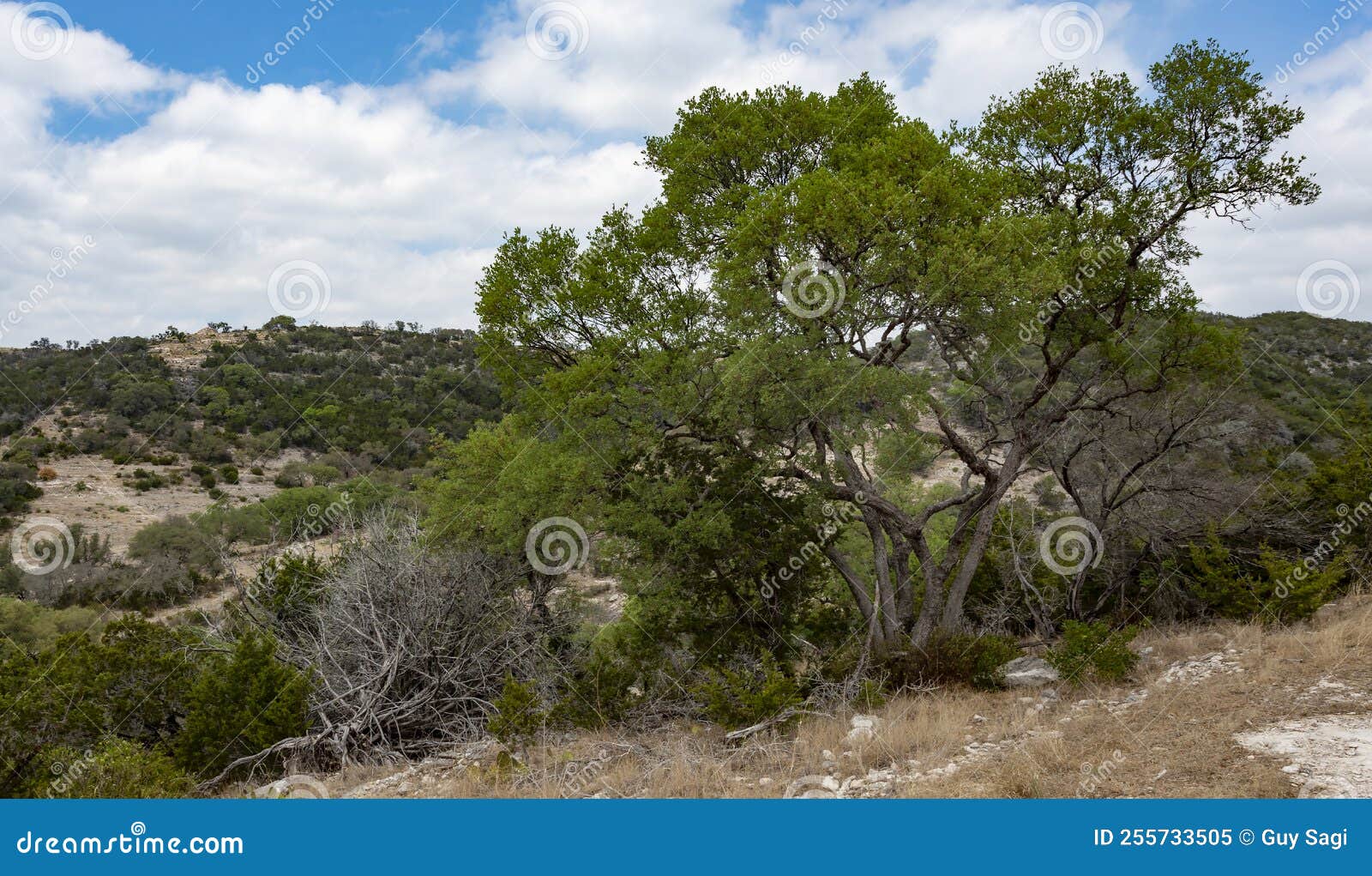 Large Texas Hill Country Mesquite Tree on a Ridge Stock Image - Image ...