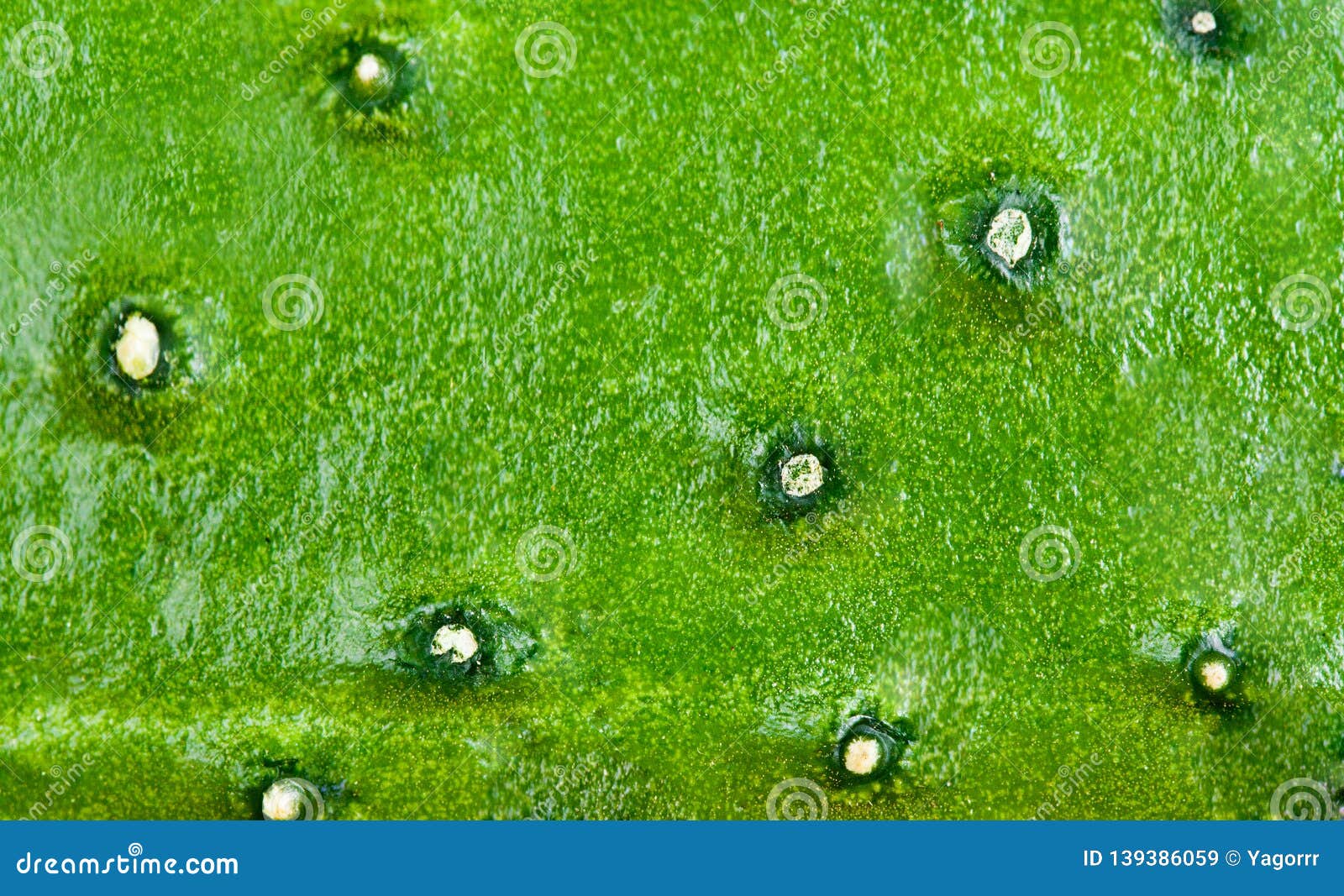 Texture of Ripe Green Cucumber Stock Image - Image of natural ...