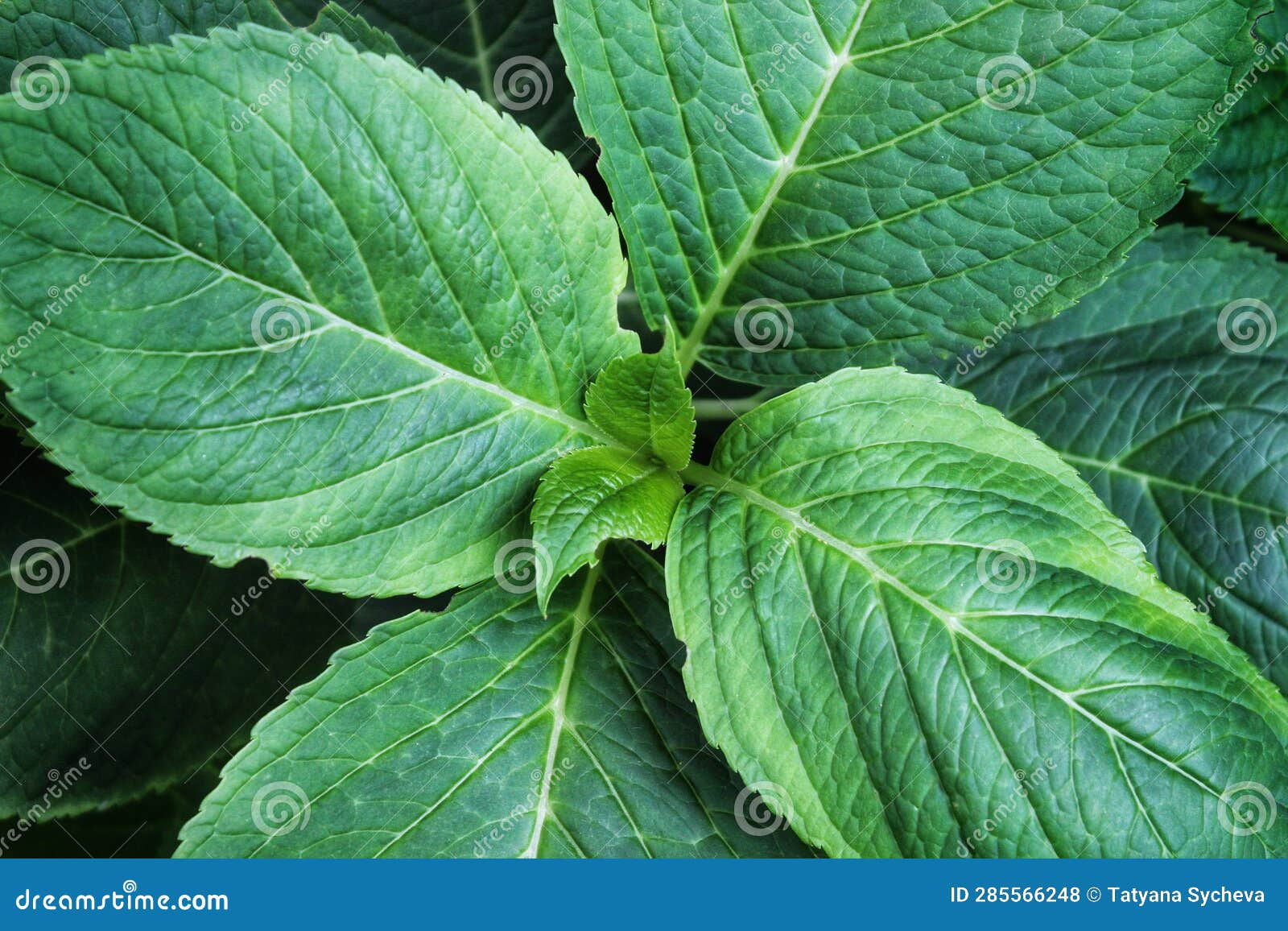 Large Textured Emerald Green Leaves Stock Photo - Image of textured ...