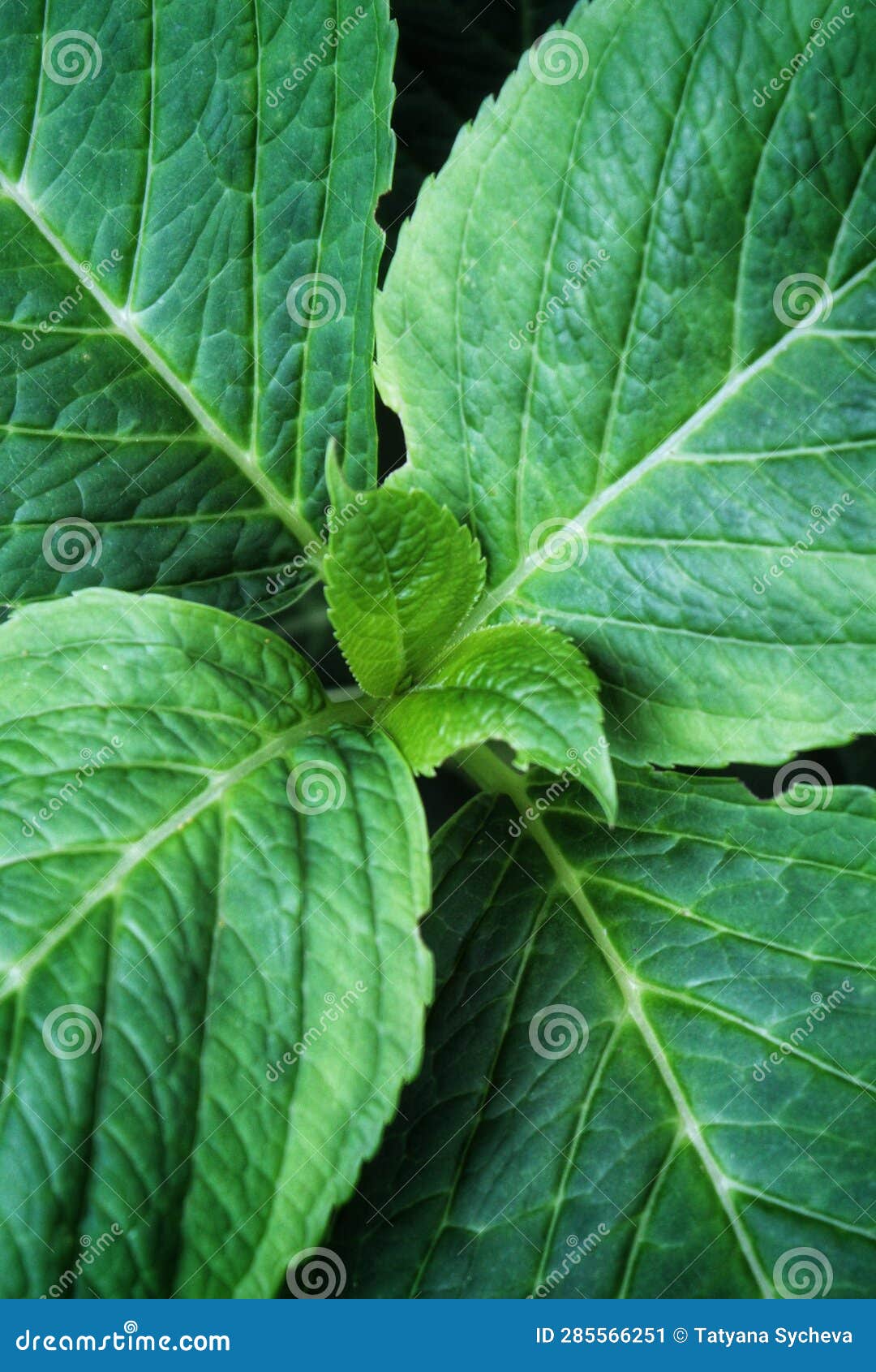 Large Textured Emerald Green Leaves Stock Image - Image of leaves ...