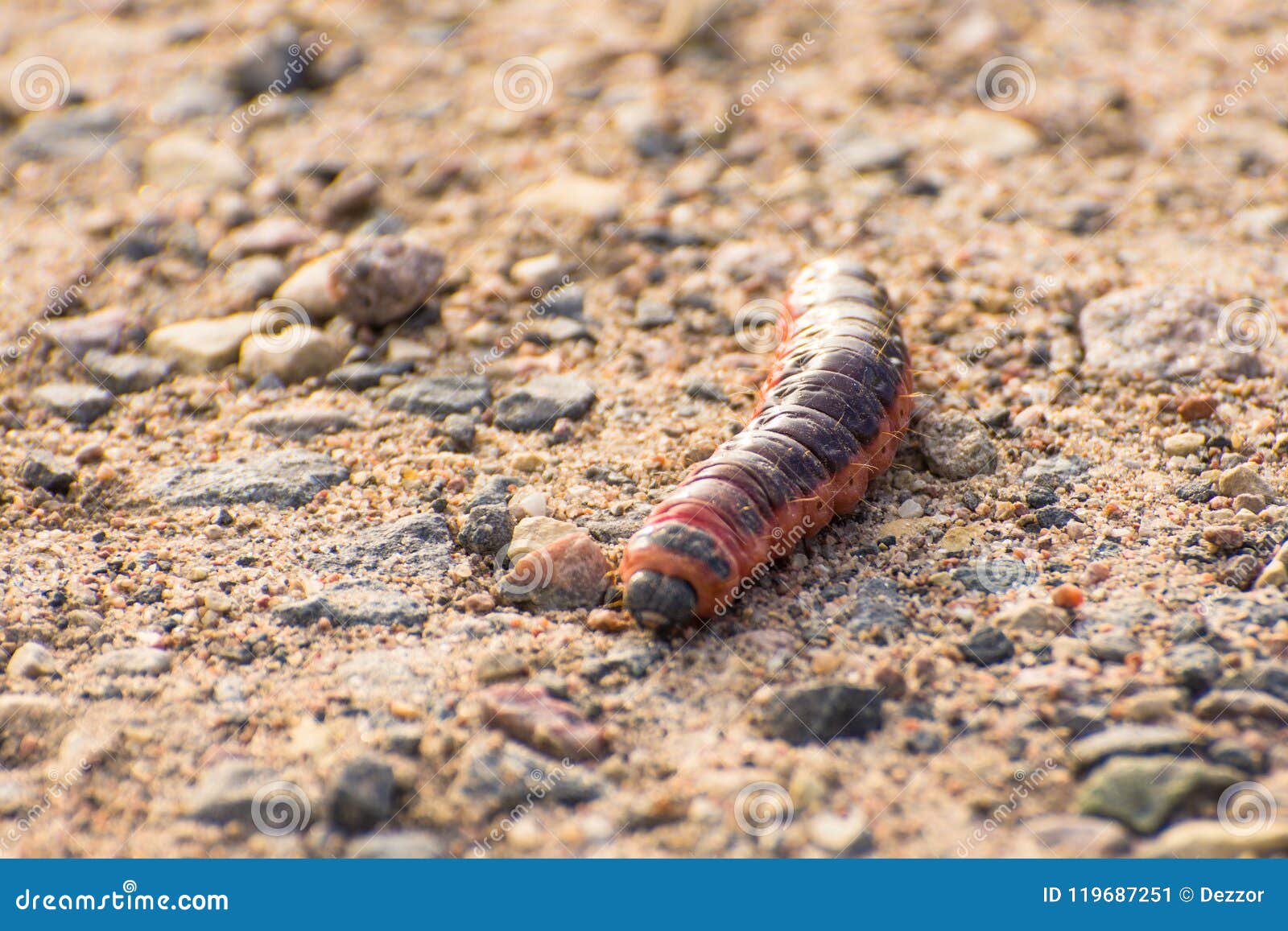 Large Thick Caterpillar Crawls through the Earth Sand in the Forest ...